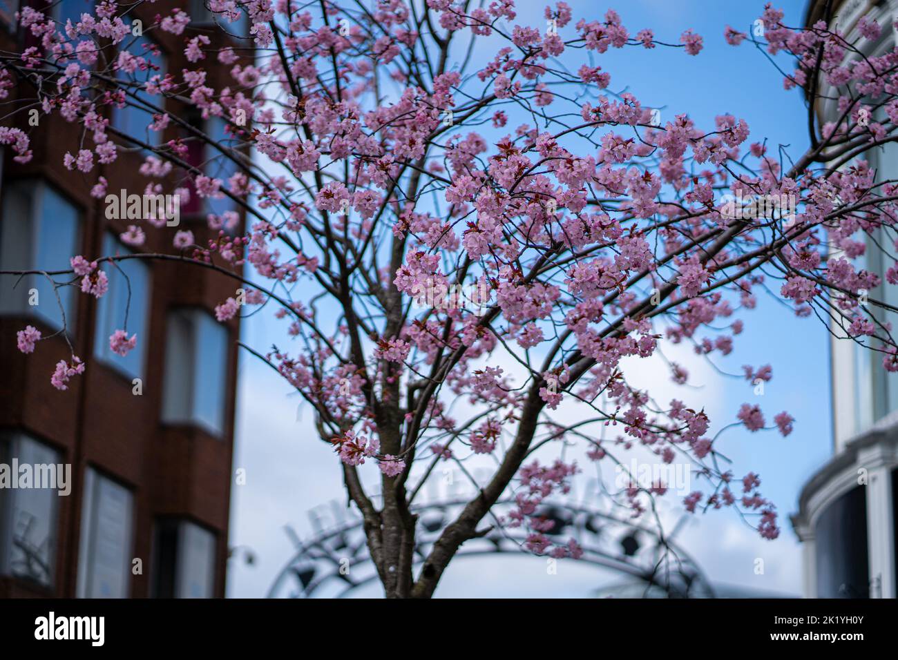 Pink cherry blossom tree hi-res stock photography and images - Alamy