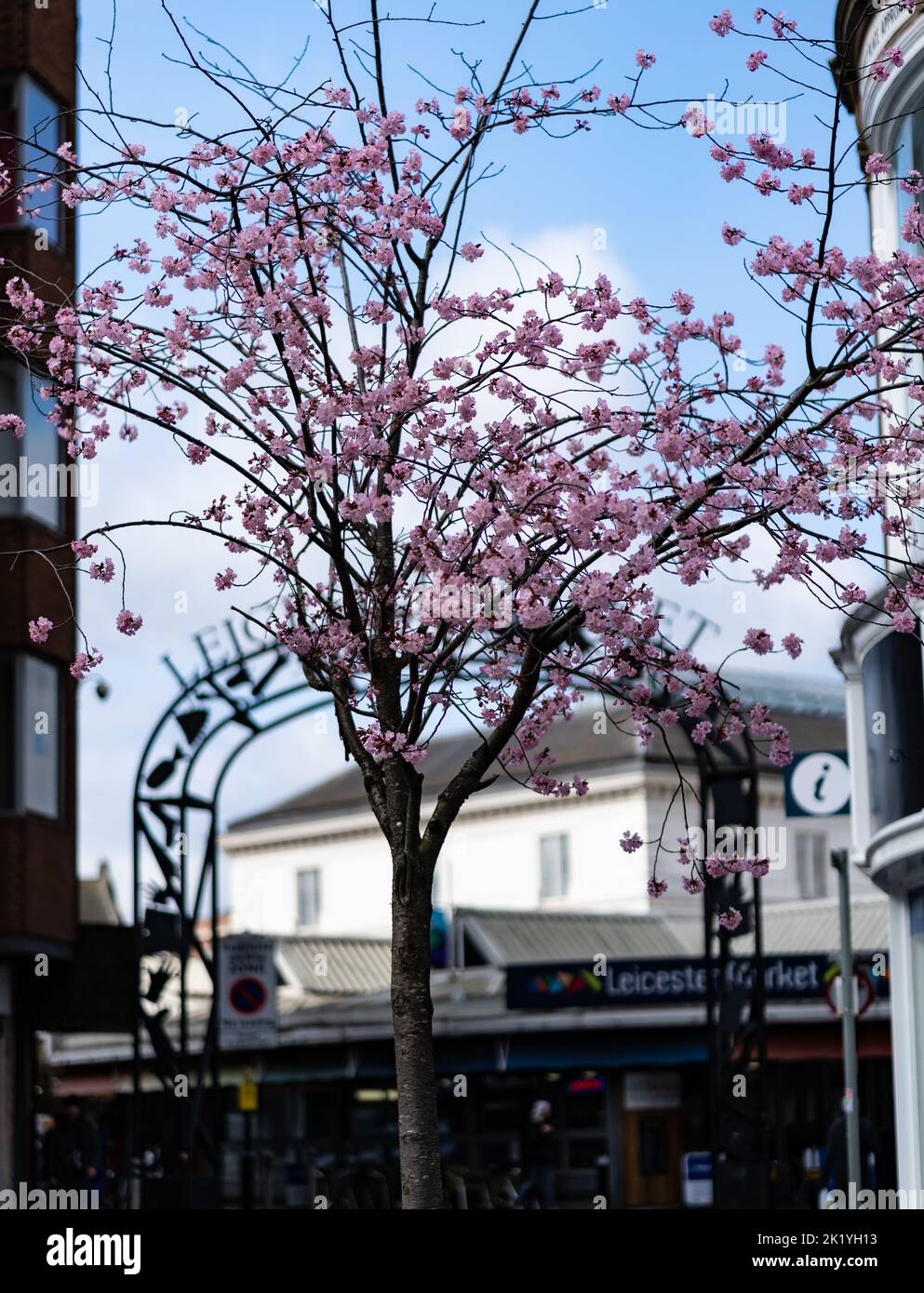 Pink cherry blossom tree in hi-res stock photography and images - Alamy