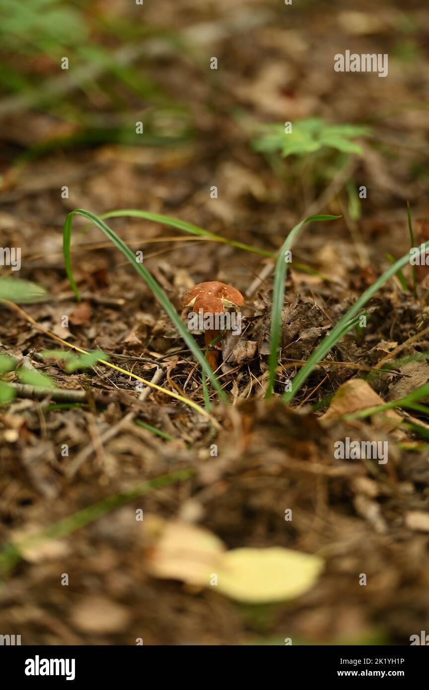 Native Mushrooms in Northern New York Stock Photo - Alamy