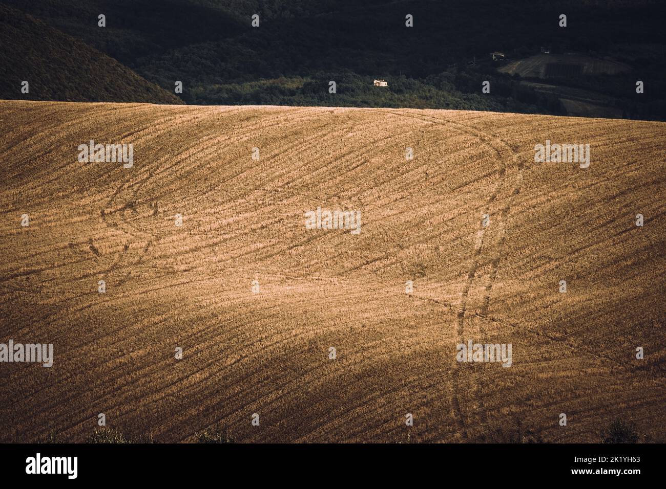An aerial view of a golden field with car wheel trail Stock Photo - Alamy