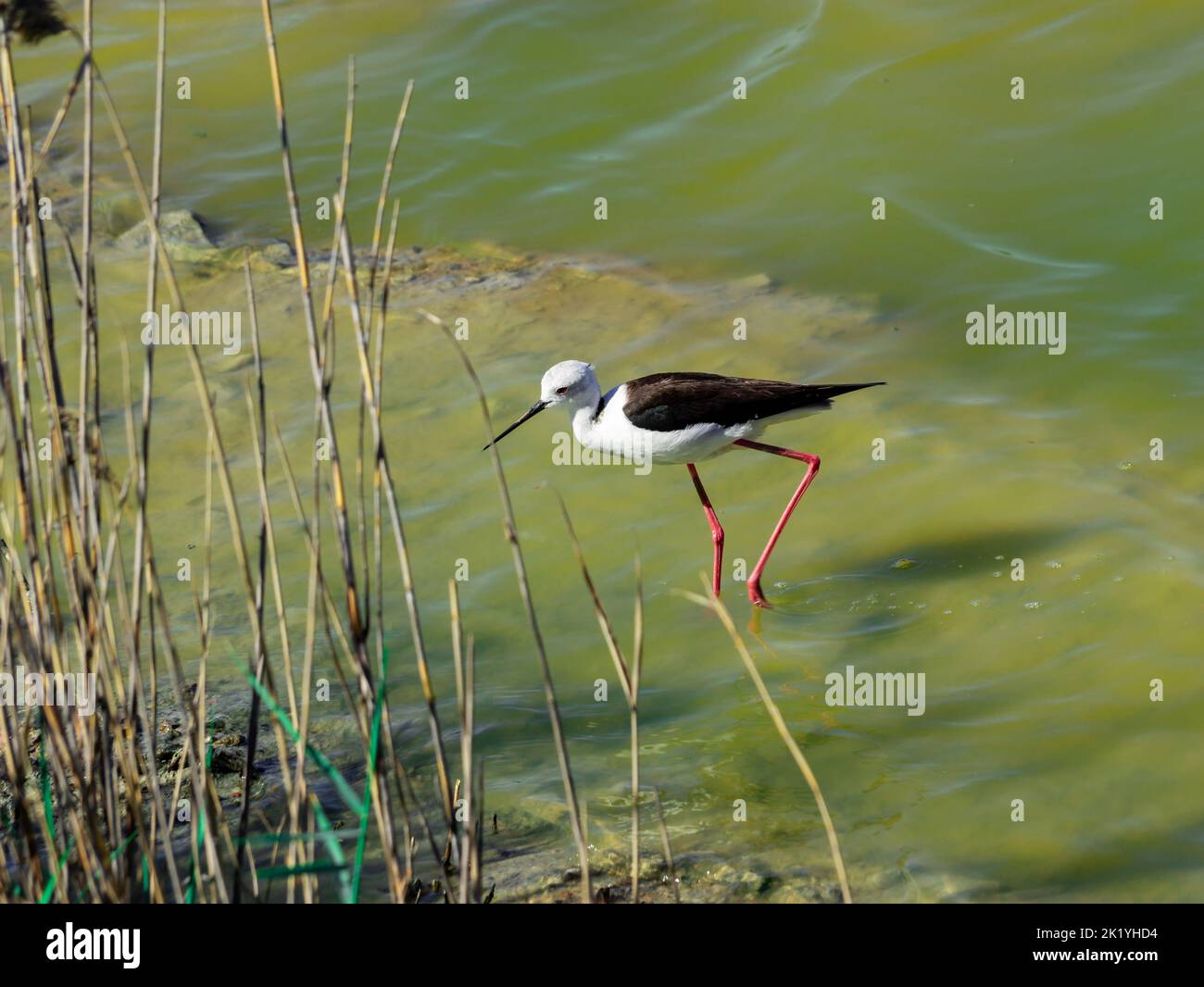 walking bird on the shore of a lake or a pond, Cavaliere D'italia ...