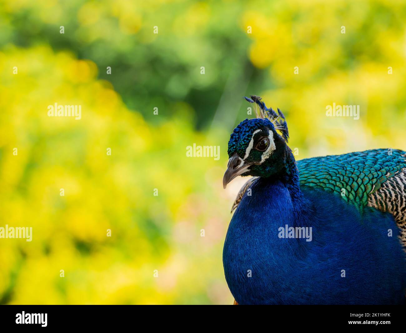 peacock in profile, close up portrait peacock body in nature Stock ...