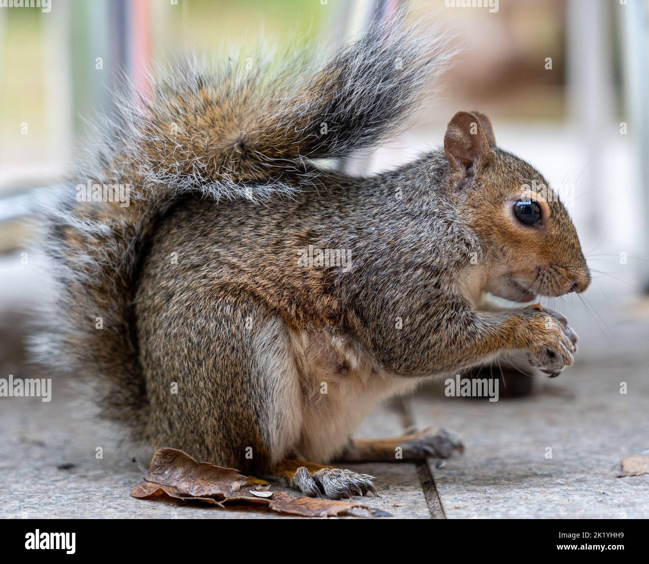 Profile of grey squirrel hi-res stock photography and images - Alamy