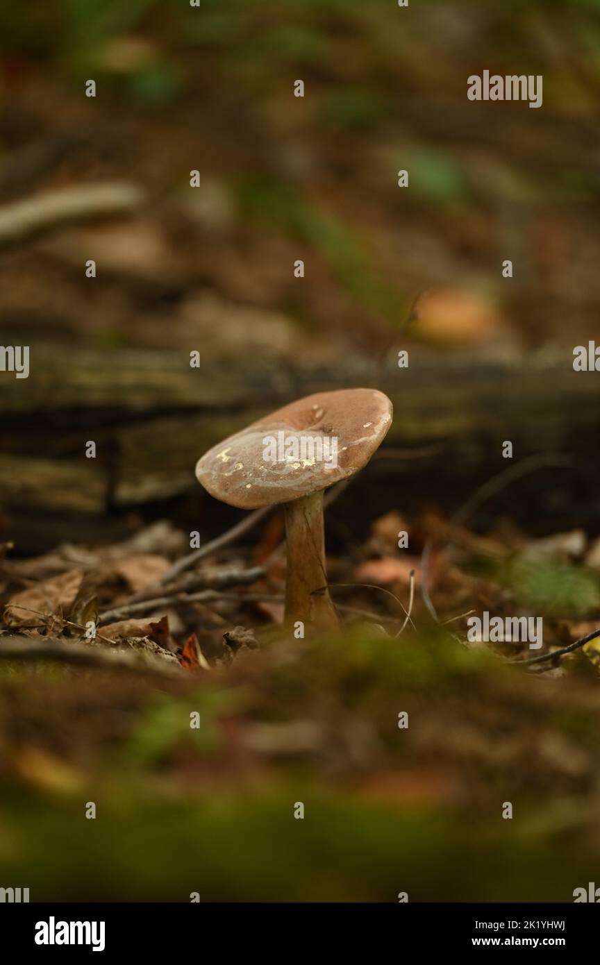 Native Mushrooms in Northern New York Stock Photo - Alamy