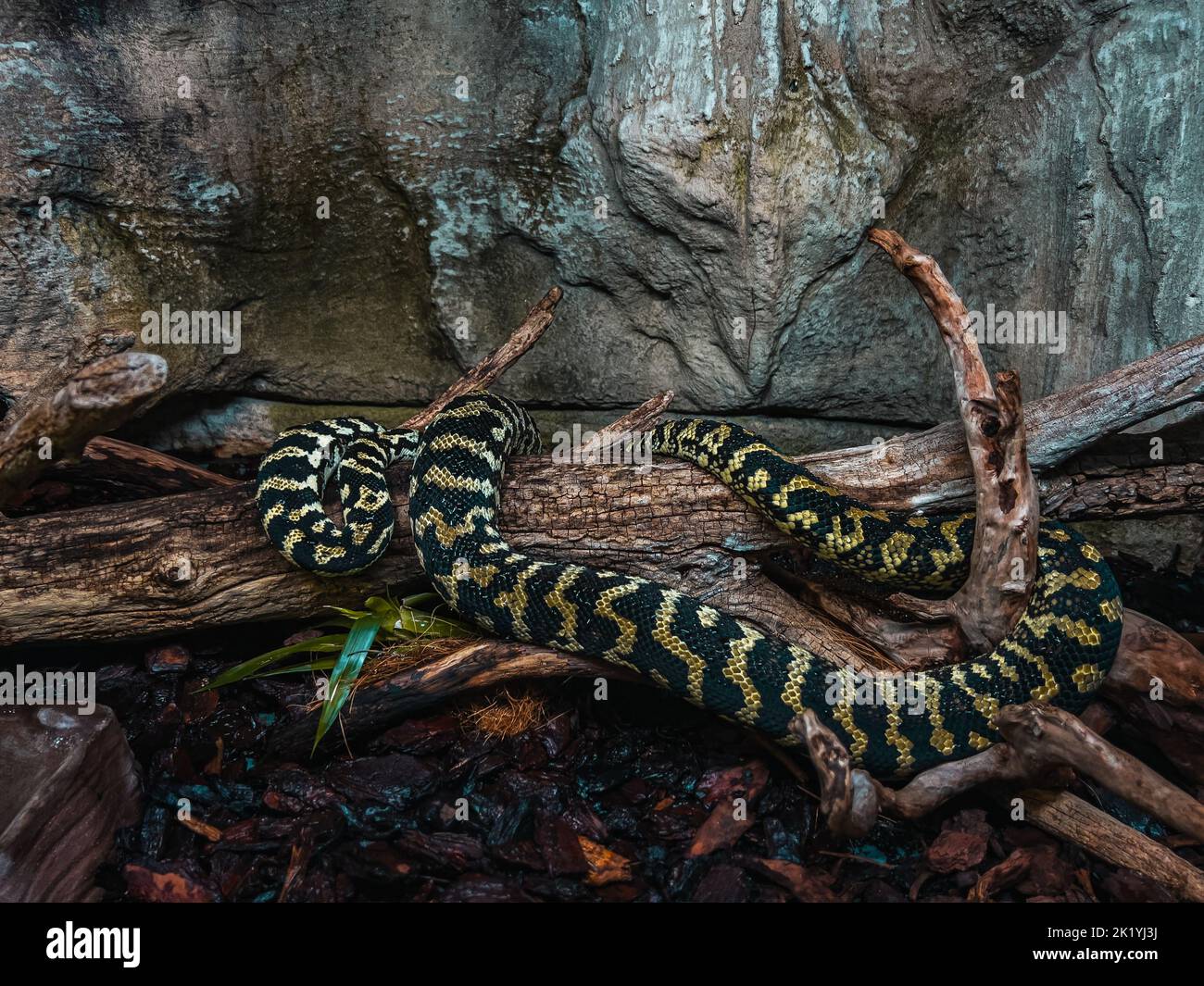 A closeup of a jungle carpet python (Morelia spilota cheynei) in zoo ...
