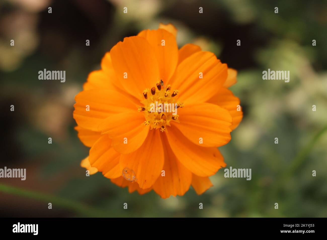 Genda flower hi-res stock photography and images - Alamy
