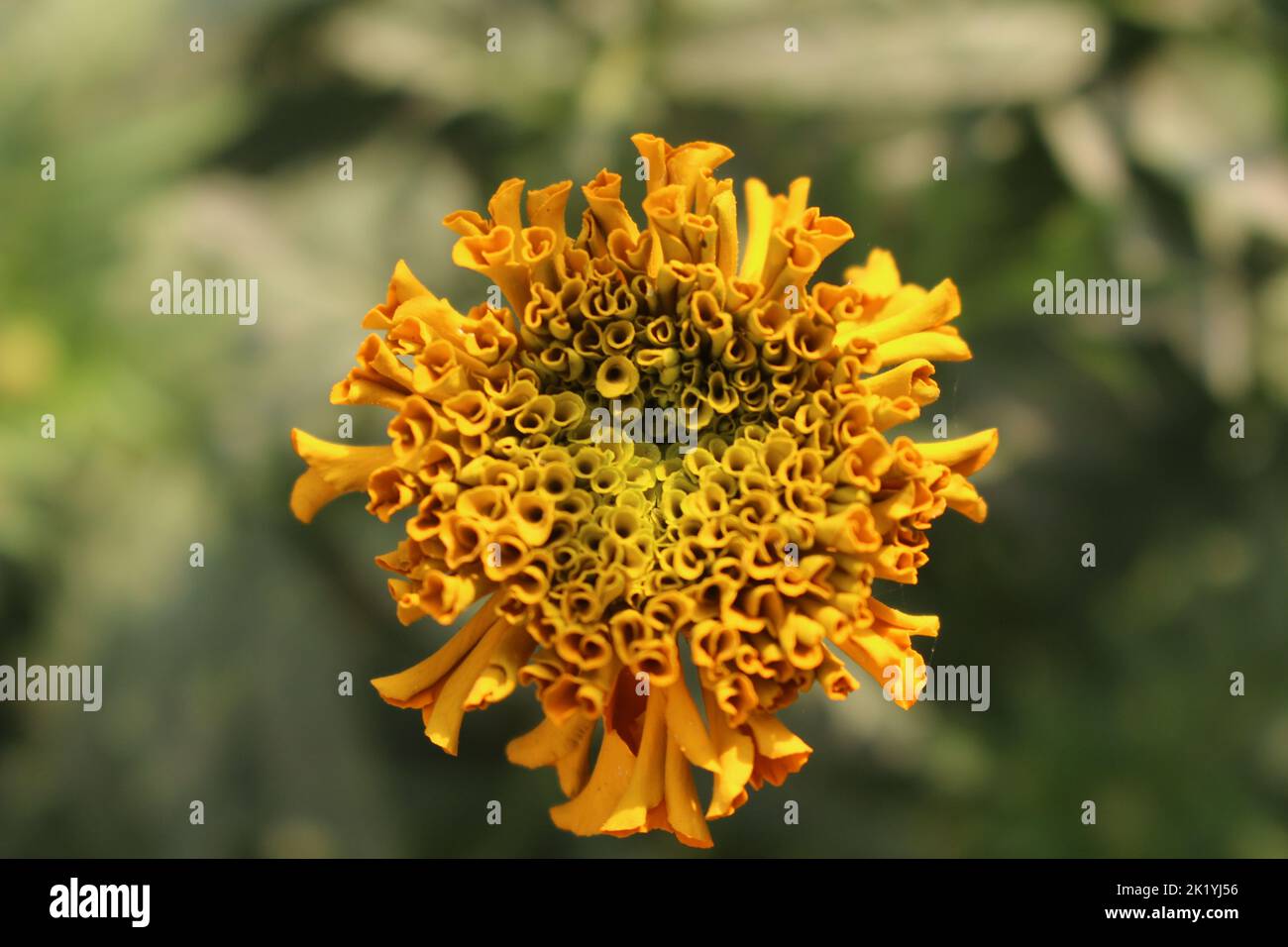 Genda plant hi-res stock photography and images - Alamy
