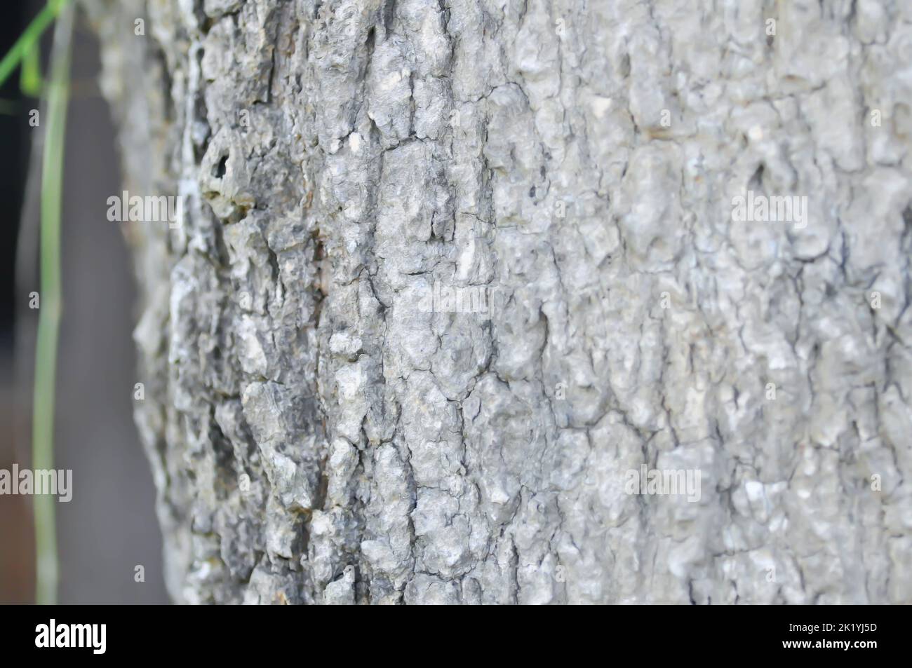 Dita devil tree alstonia scholaris hi-res stock photography and images ...