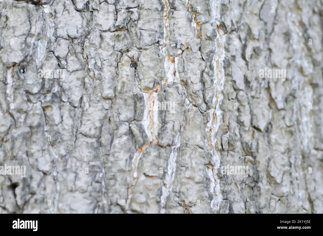 trunk and bark or Dita, Devil Tree or Alstonia scholaris trunk Stock ...