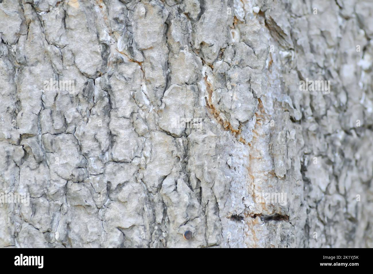 Dita devil tree alstonia scholaris hi-res stock photography and images ...