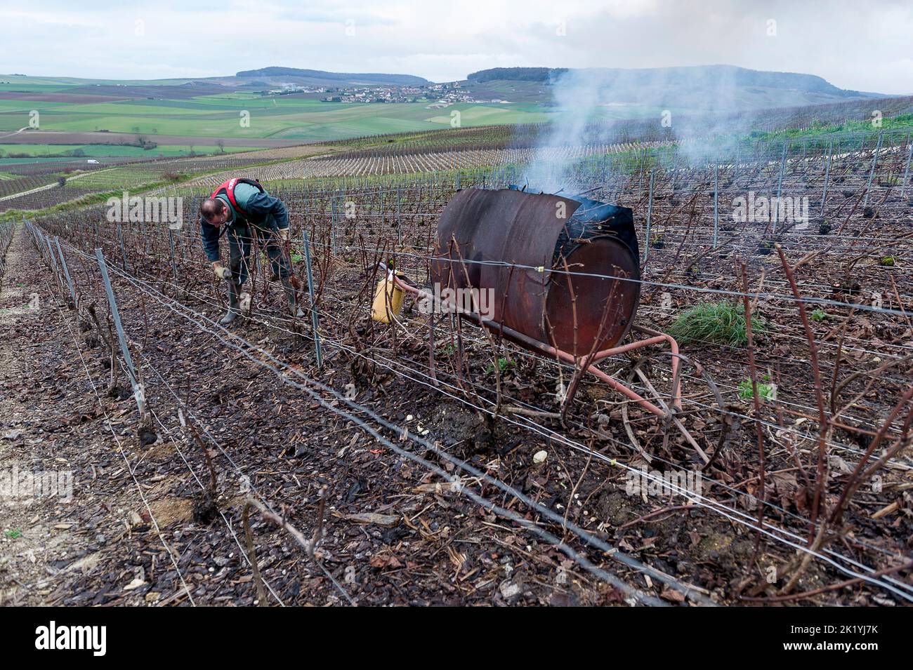 Travail hivernal du vigneron dans ses vignes. Il coupe les sarments ...