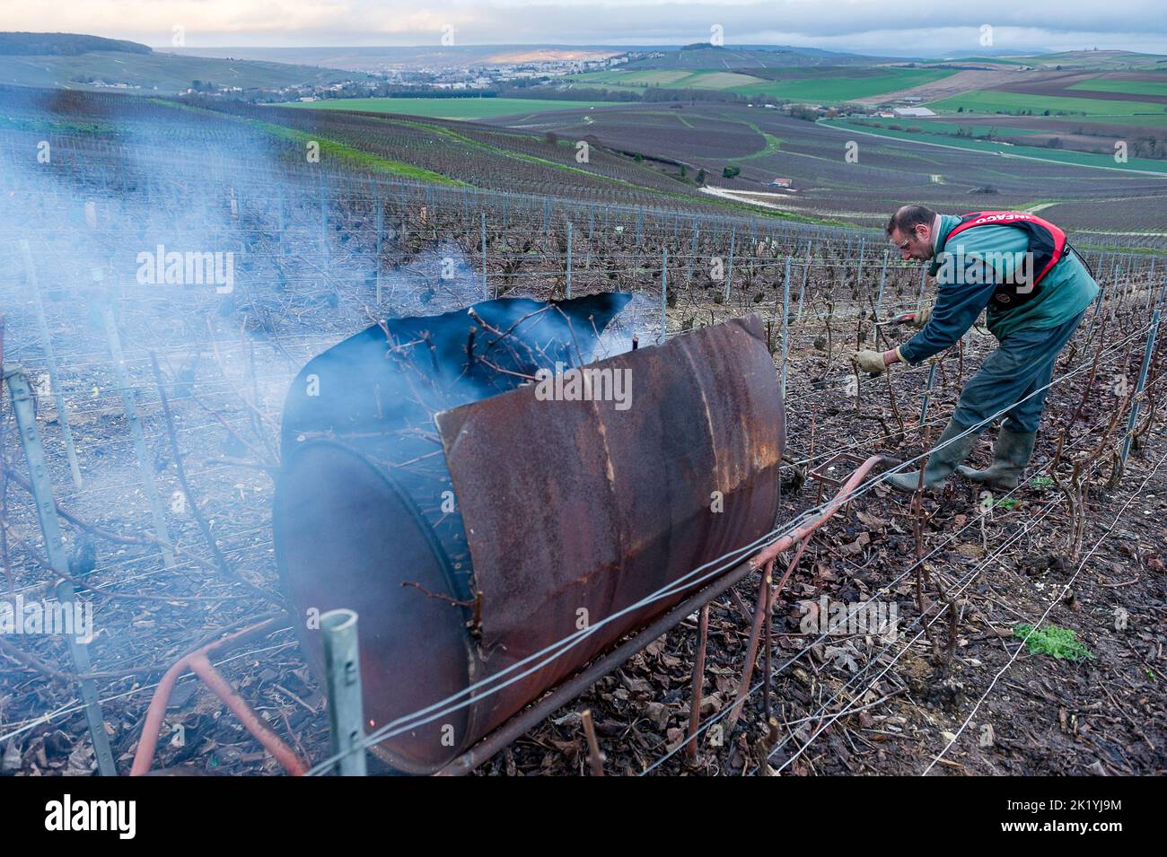 Travail hivernal du vigneron dans ses vignes. Il coupe les sarments ...