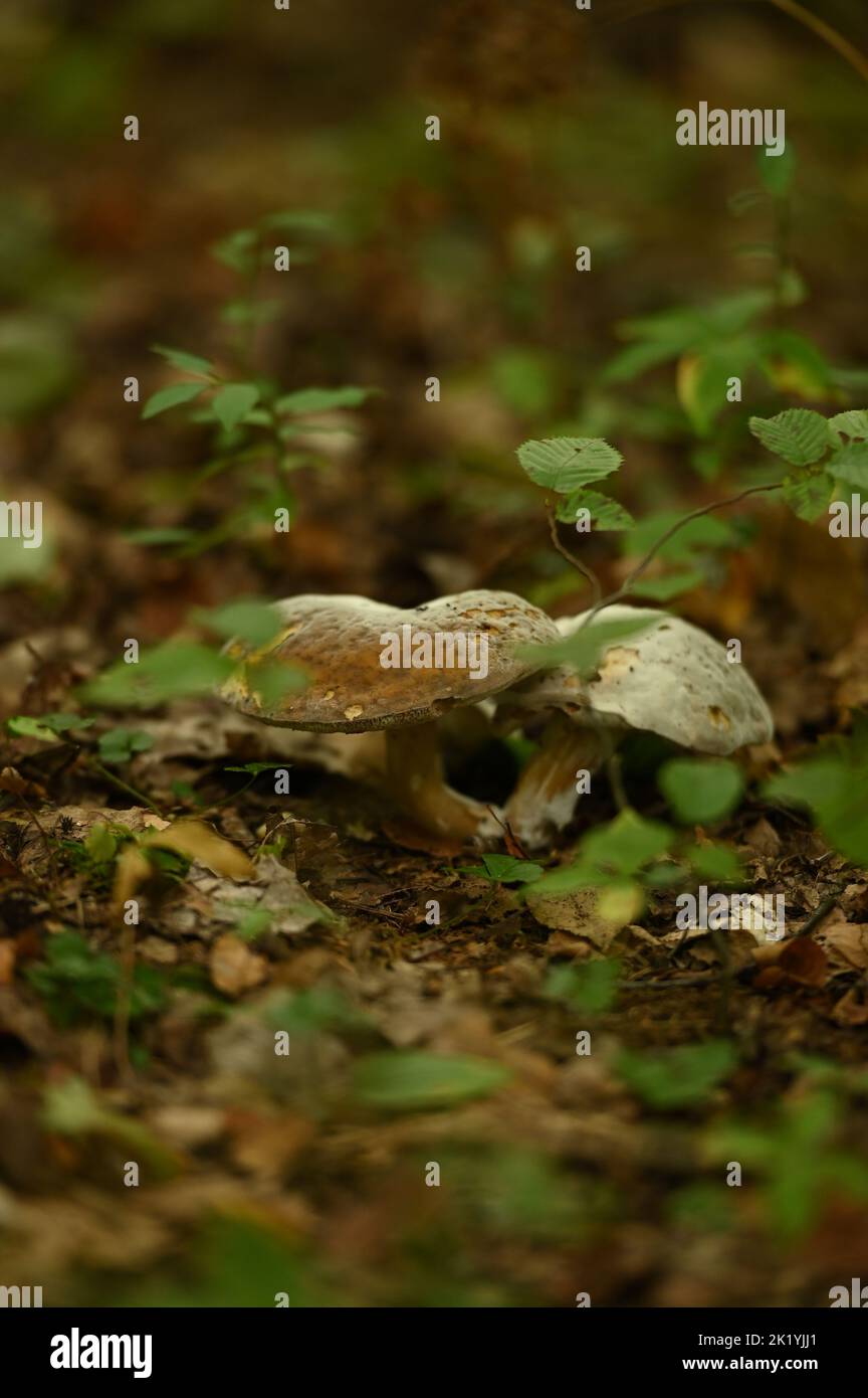 Native Mushrooms in Northern New York Stock Photo - Alamy