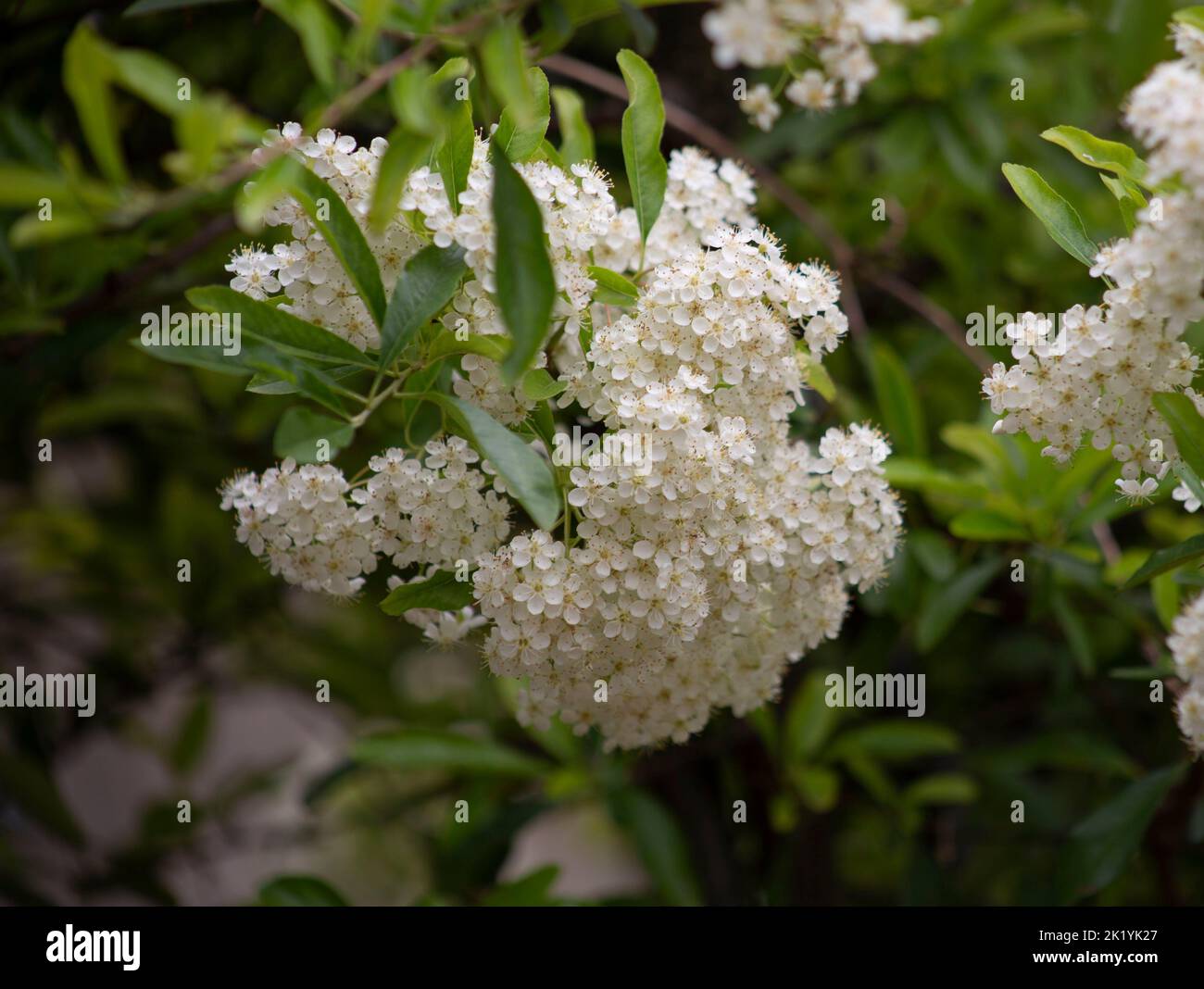 Whitethorn flower hi-res stock photography and images - Alamy