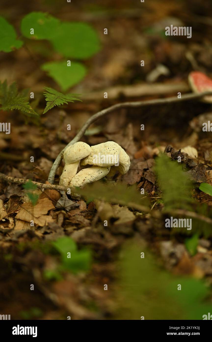 Native Mushrooms in Northern New York Stock Photo - Alamy