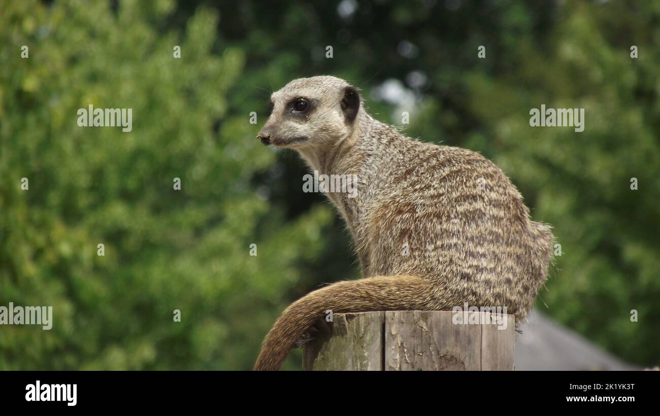 Meerkat on a stump standing guard Stock Photo - Alamy