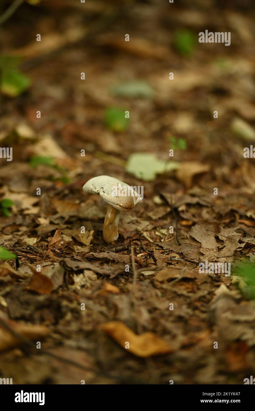 Native Mushrooms in Northern New York Stock Photo - Alamy
