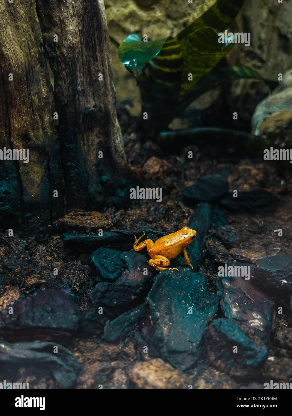A vertical beautiful shot of Golden mantella frog in zoo terrarium ...