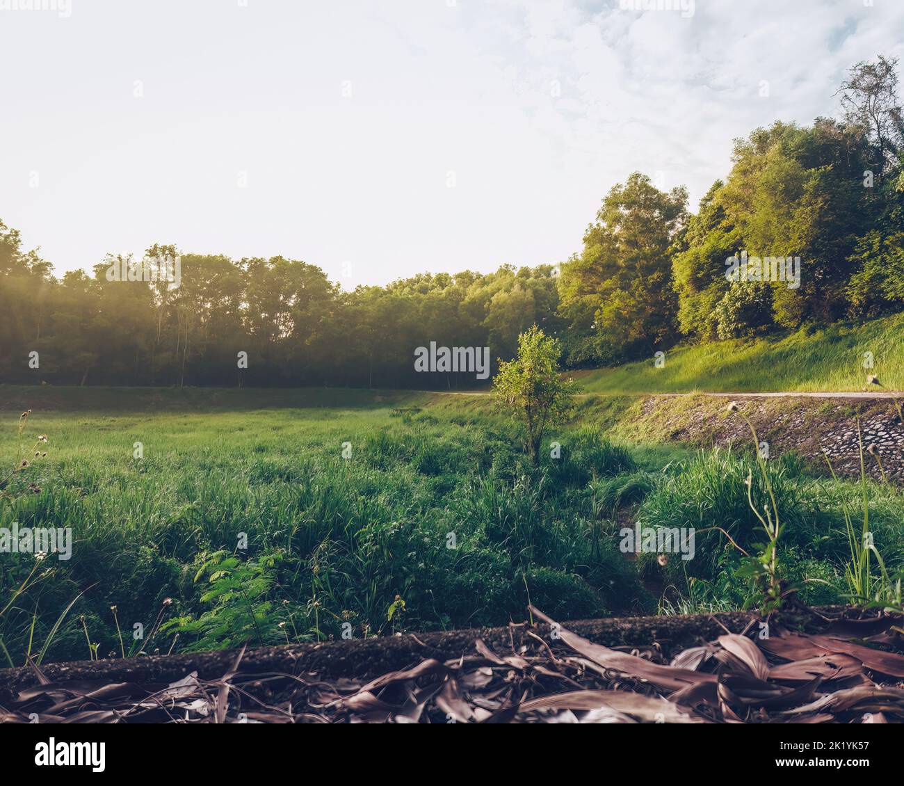 Sunrise near the rainforest trees and green area Stock Photo - Alamy