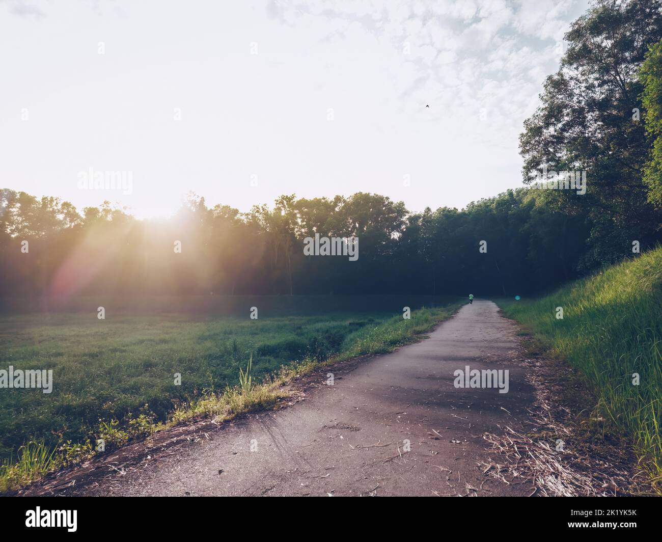 Sunrise near the morning walk path surrounded by the rainforest trees ...