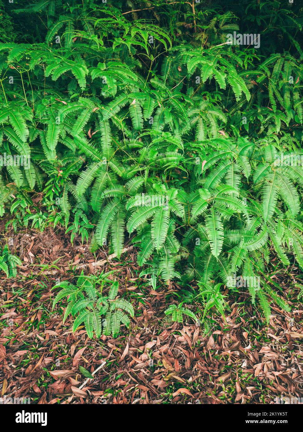 Green fern tree growing in summer. Fern with green leaves on natural ...