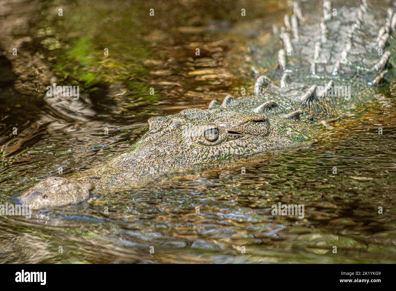 A closeup of the Nile crocodile floating on the water surface ...