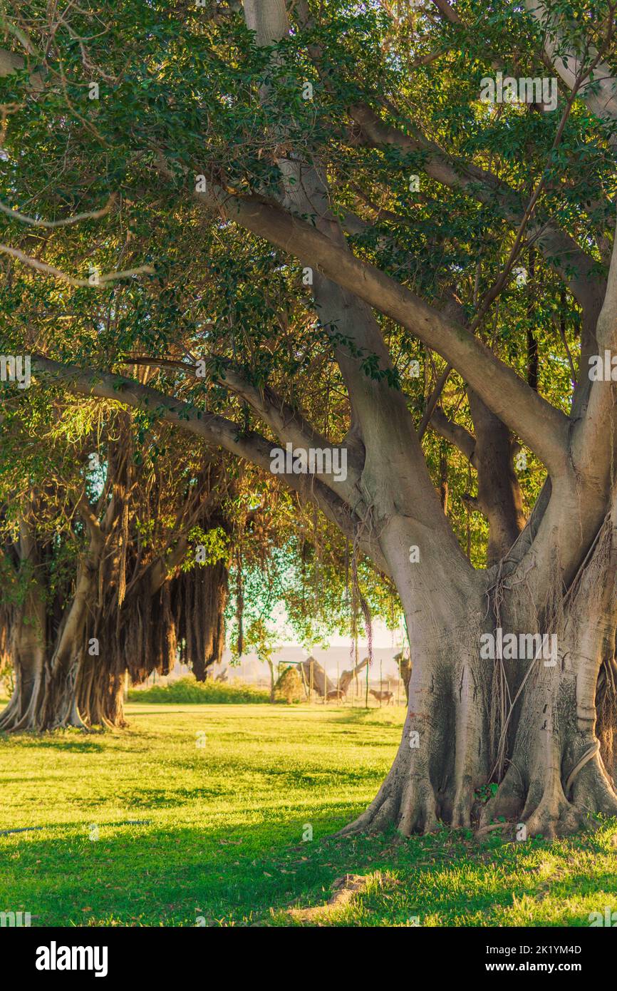 A tall big tree in the field with green grasses Stock Photo - Alamy