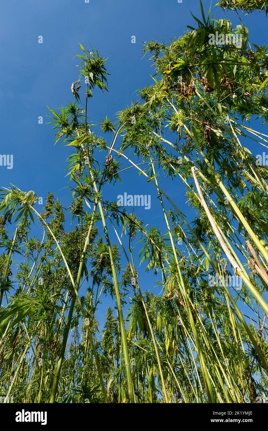 Hemp is useful in the industry of construction, clothes, food ...