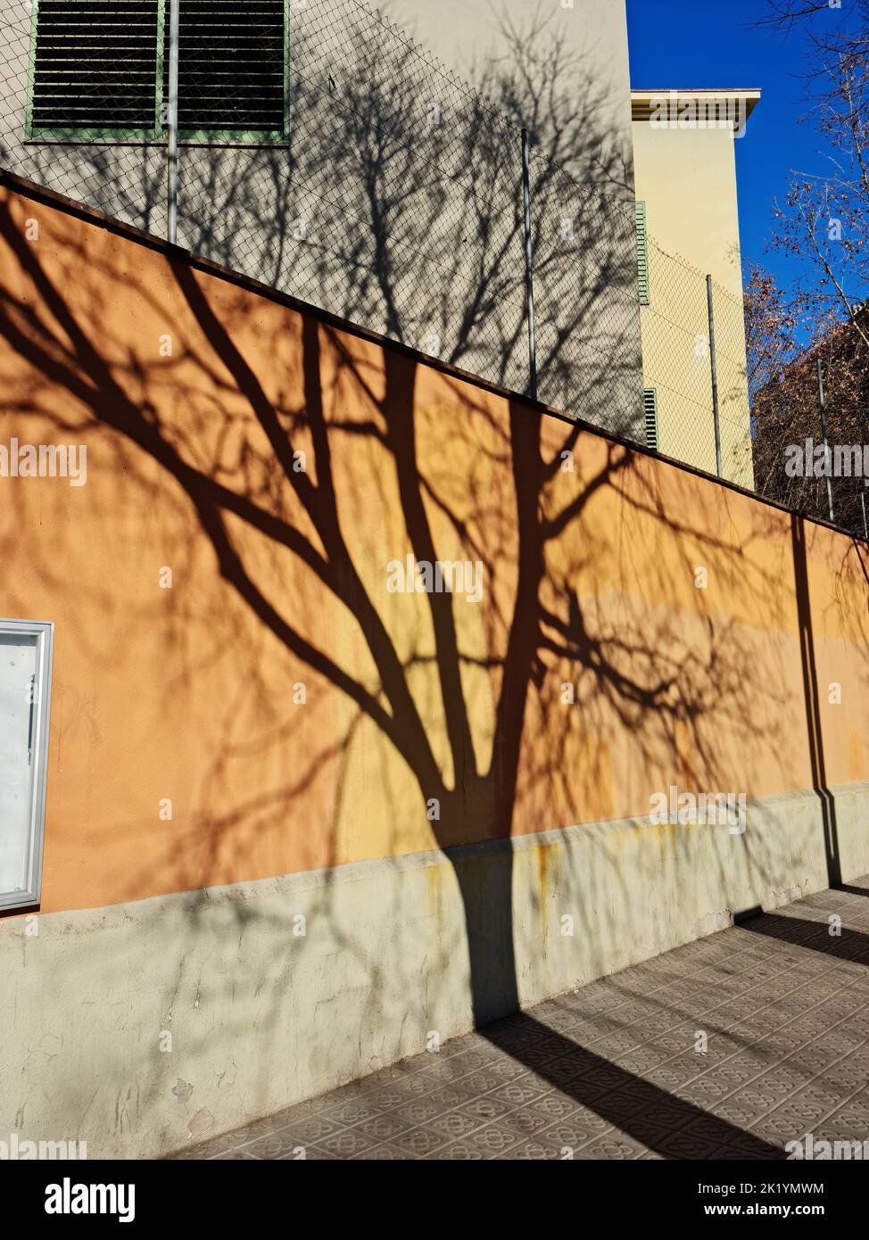 Shadow, tree, wall Stock Photo - Alamy