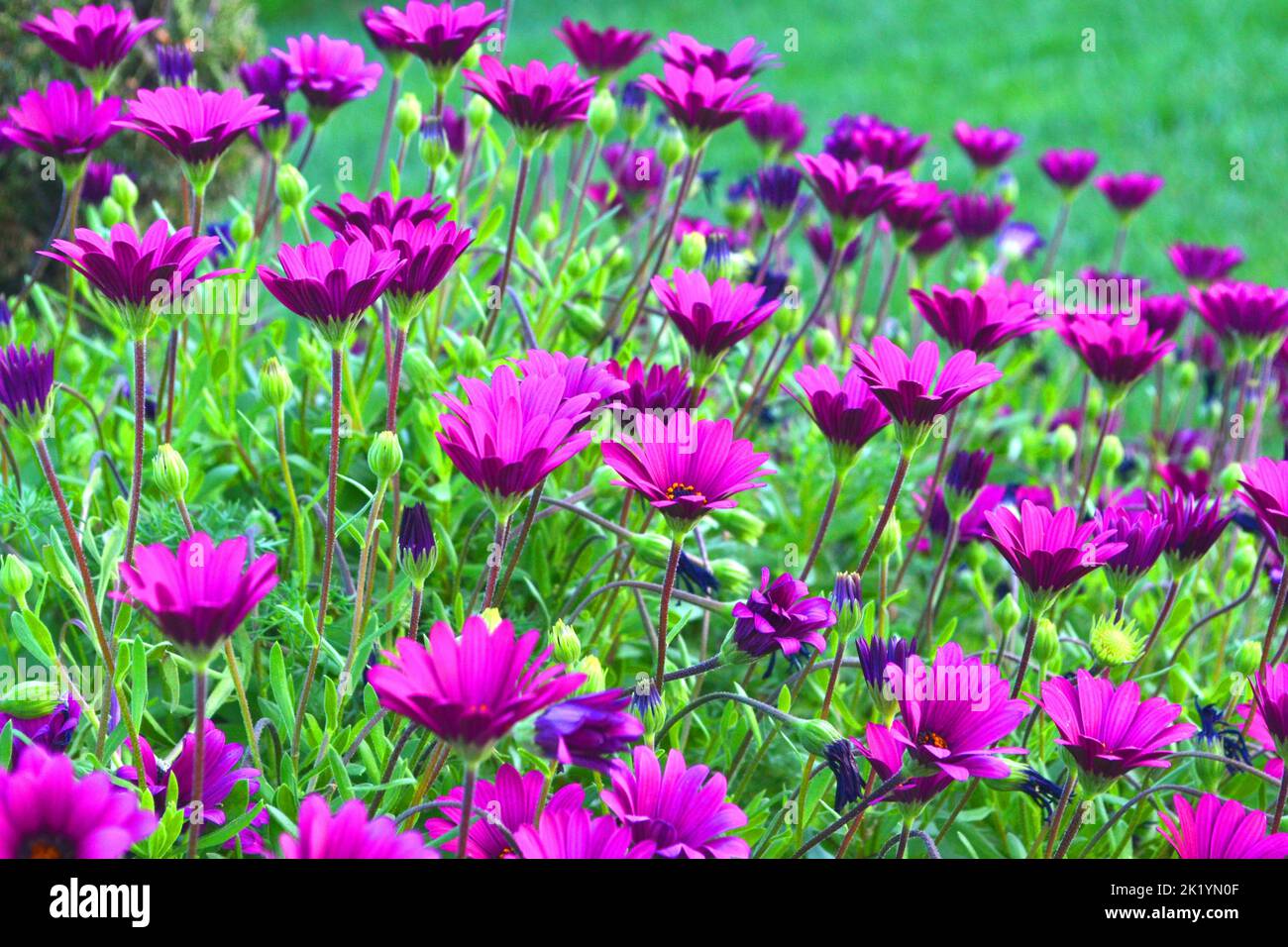 Long stemmed flowers hi-res stock photography and images - Alamy