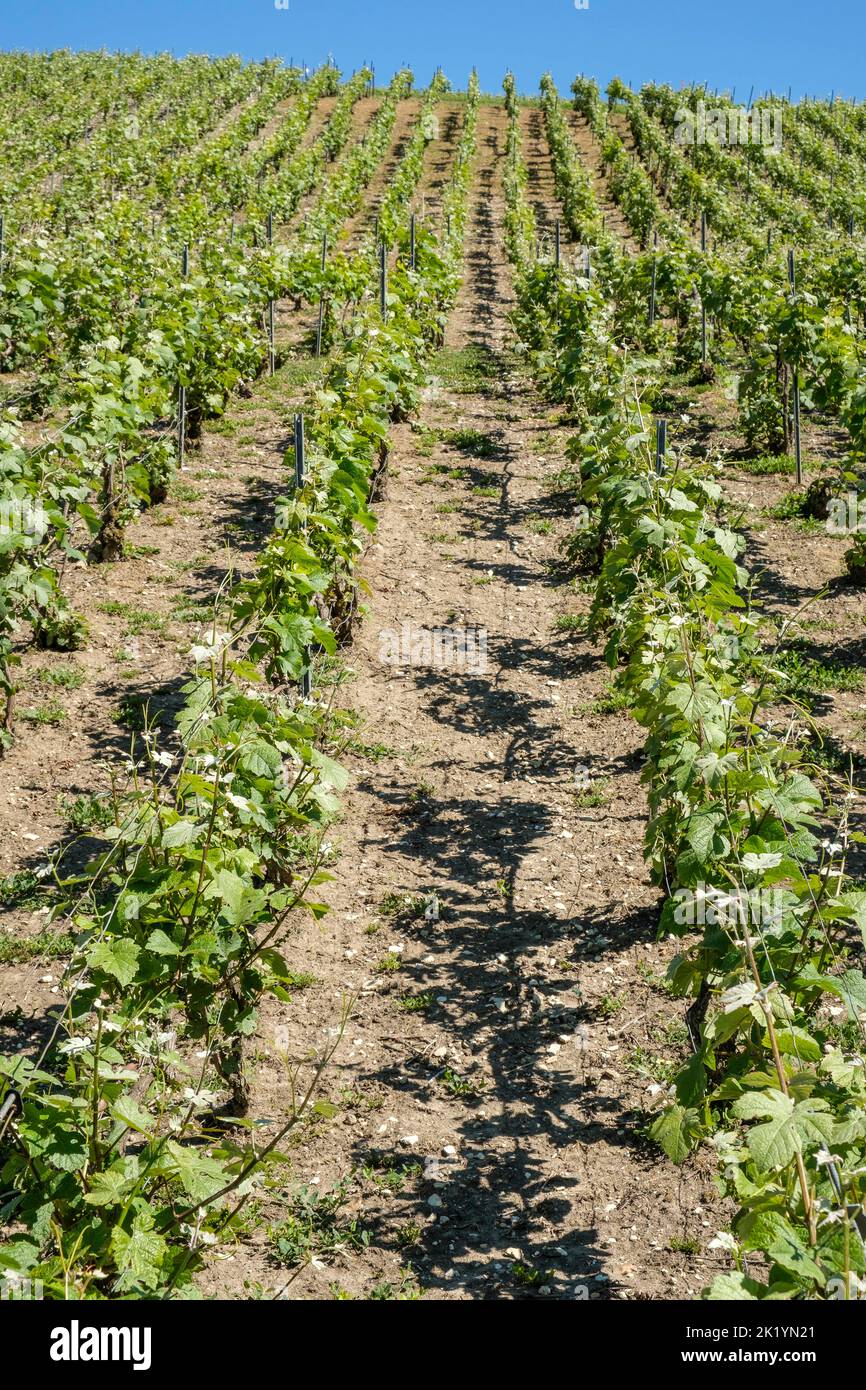 Les coteaux et les vignes de Champagne sont repartis sur la majeure ...
