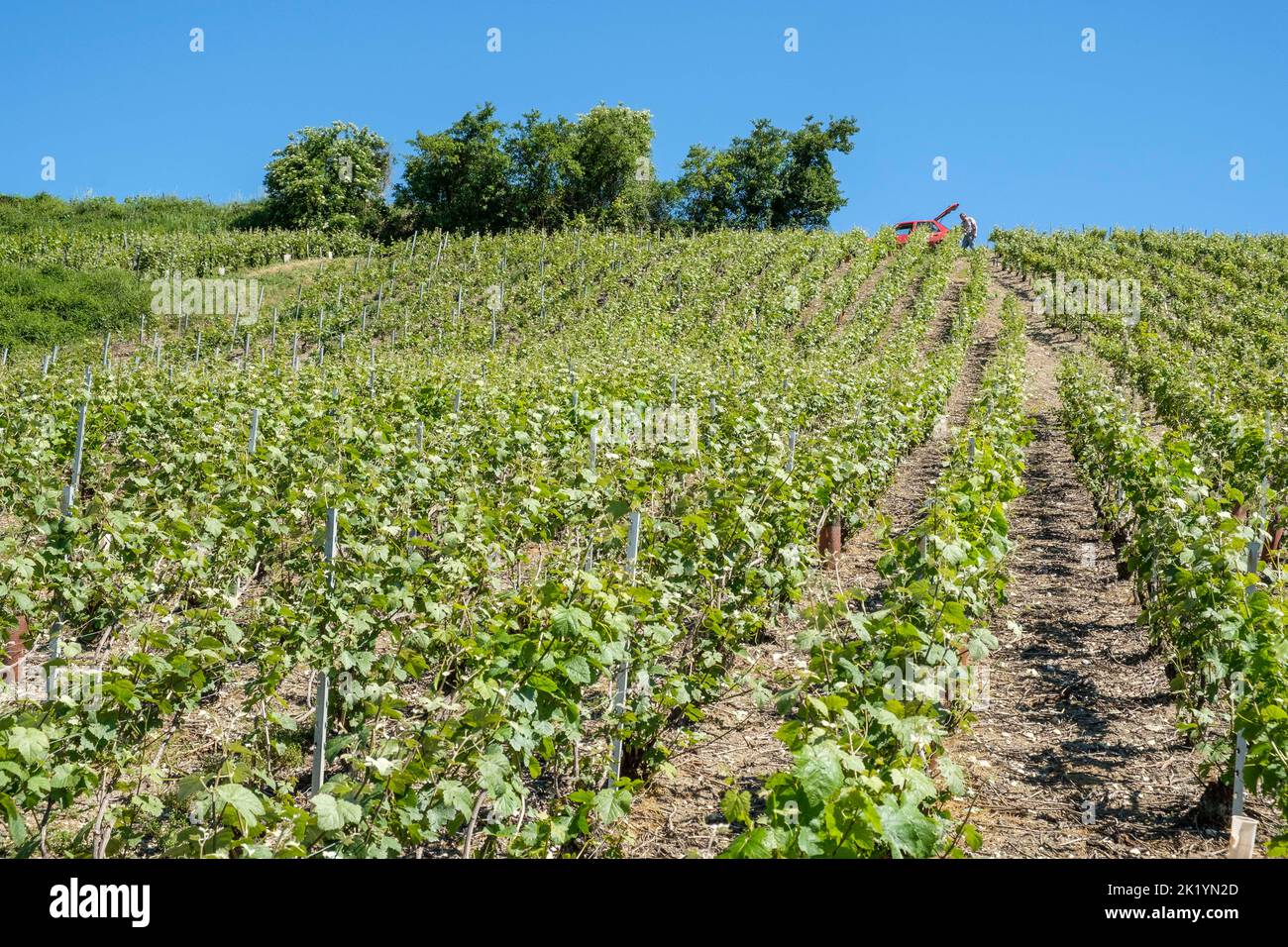 Les coteaux et les vignes de Champagne sont repartis sur la majeure ...