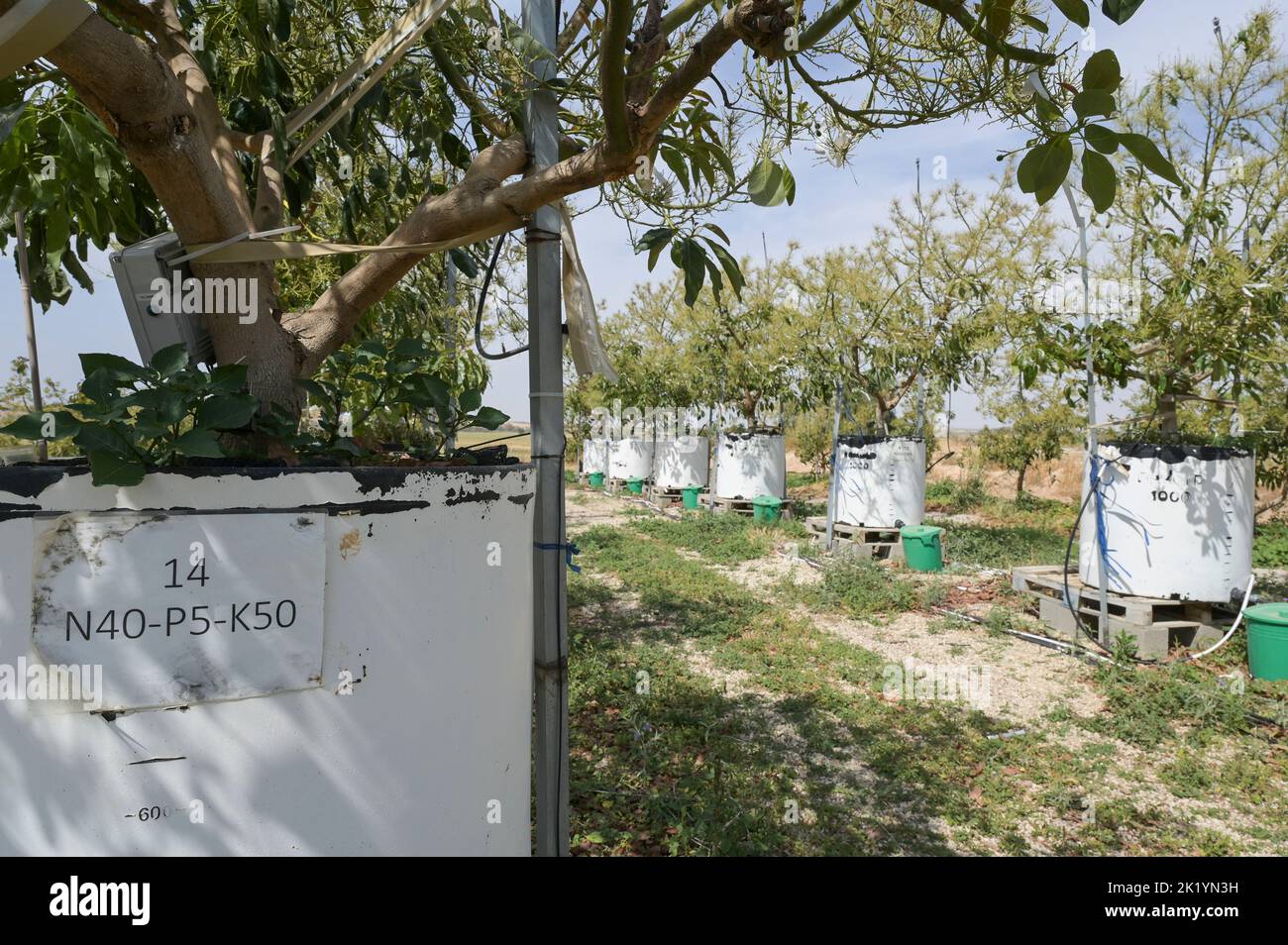 ISRAEL, Negev region, Volcani Agriculture Research center, branch Gilat ...