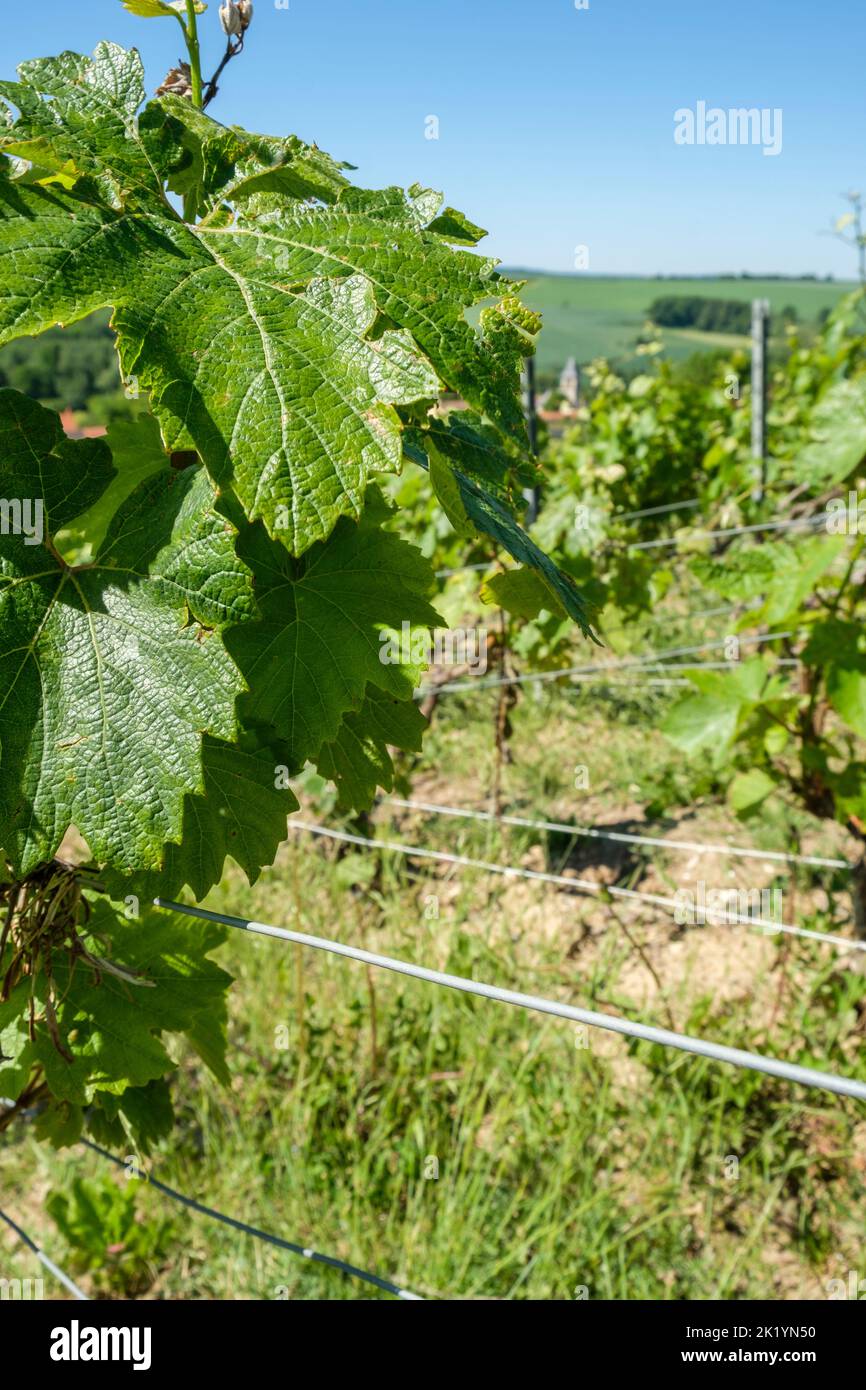 Les coteaux et les vignes de Champagne sont repartis sur la majeure ...