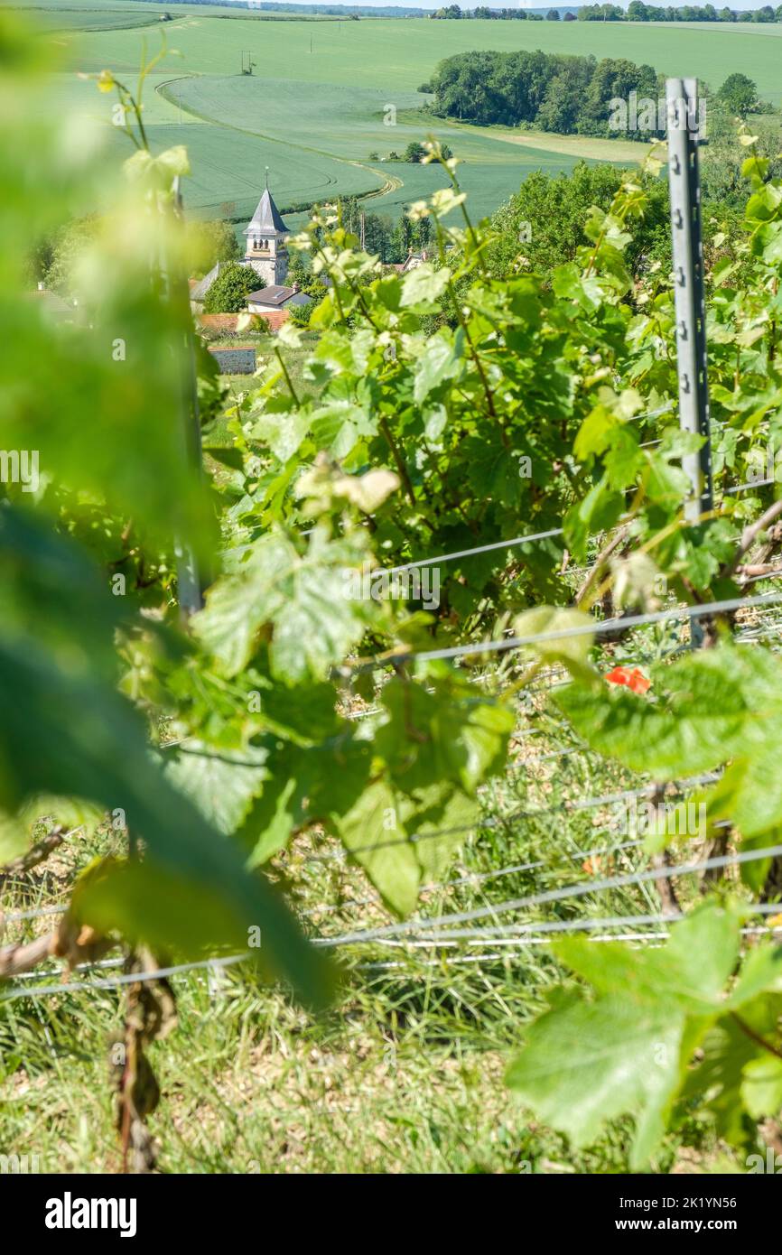 Les coteaux et les vignes de Champagne sont repartis sur la majeure ...