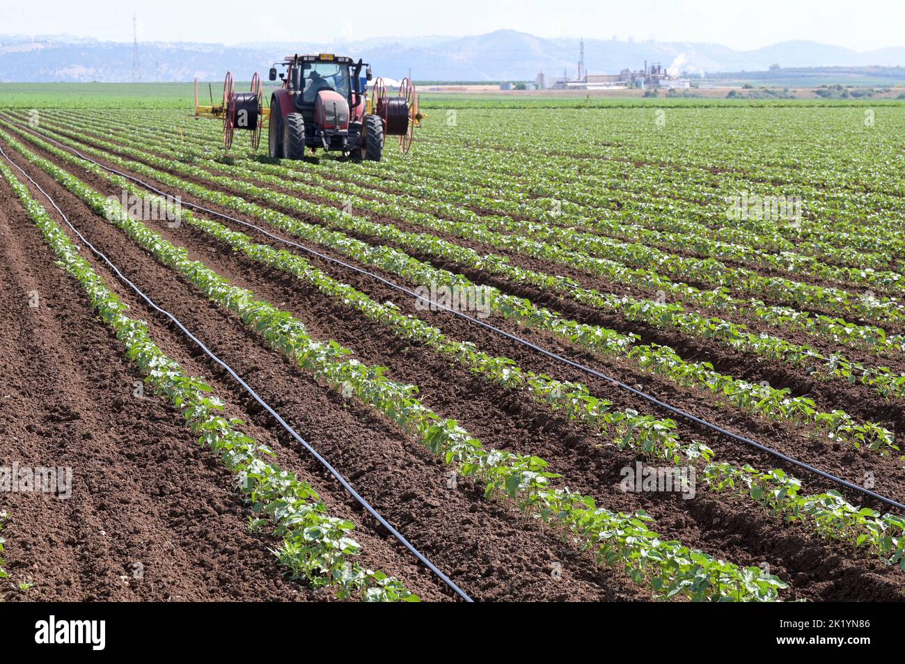 ISRAEL, kibbutz farm, laying of hose for drip irrigation with recycled ...