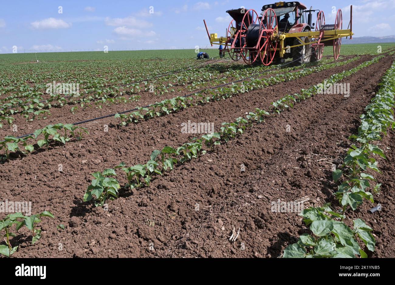 ISRAEL, kibbutz farm, laying of hose for drip irrigation with recycled ...