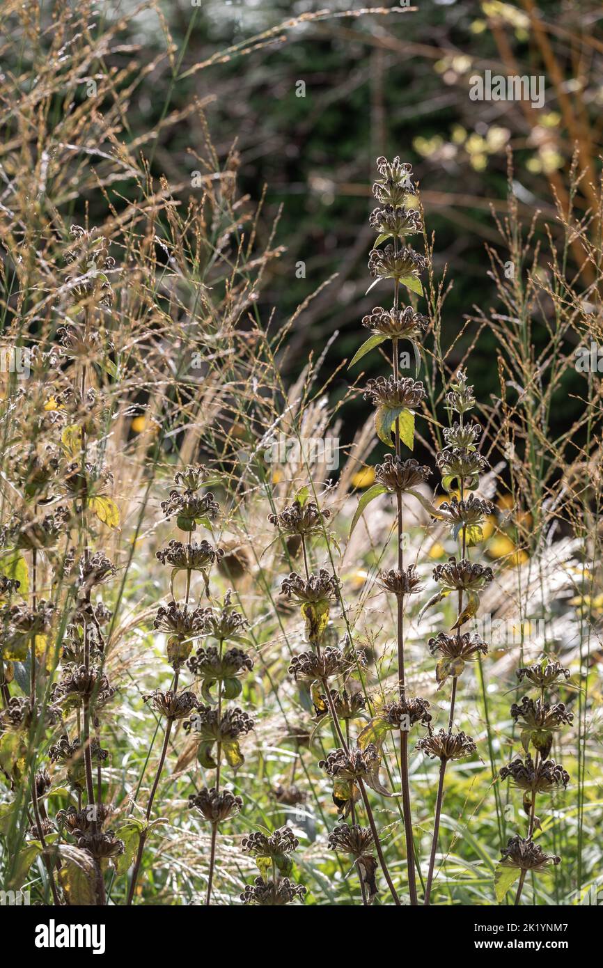 Late summer / autumn seedheads of Phlomis tuberosa 'Amazone' (sage-leaf ...