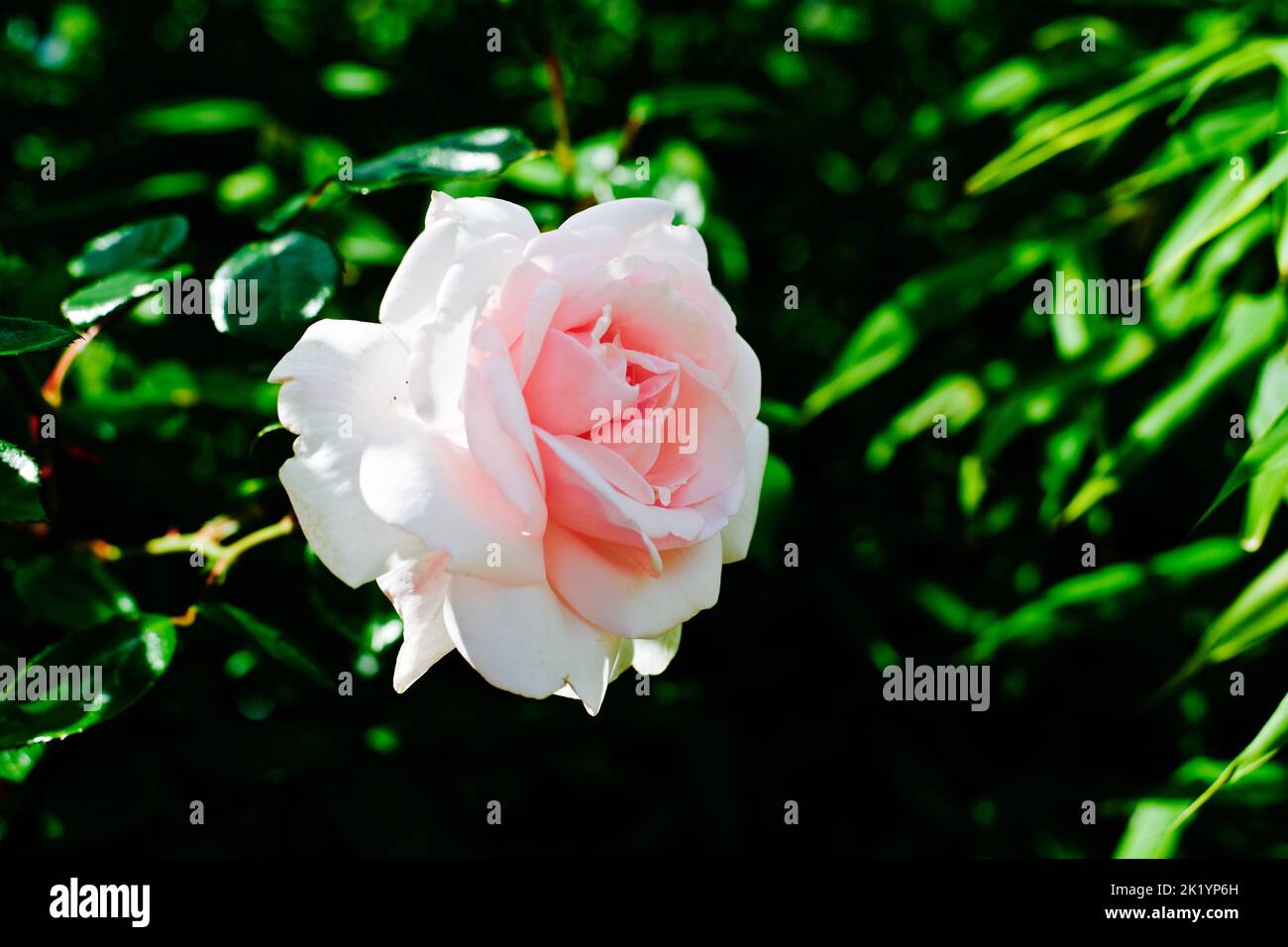 Pink rose in full bloom Stock Photo - Alamy