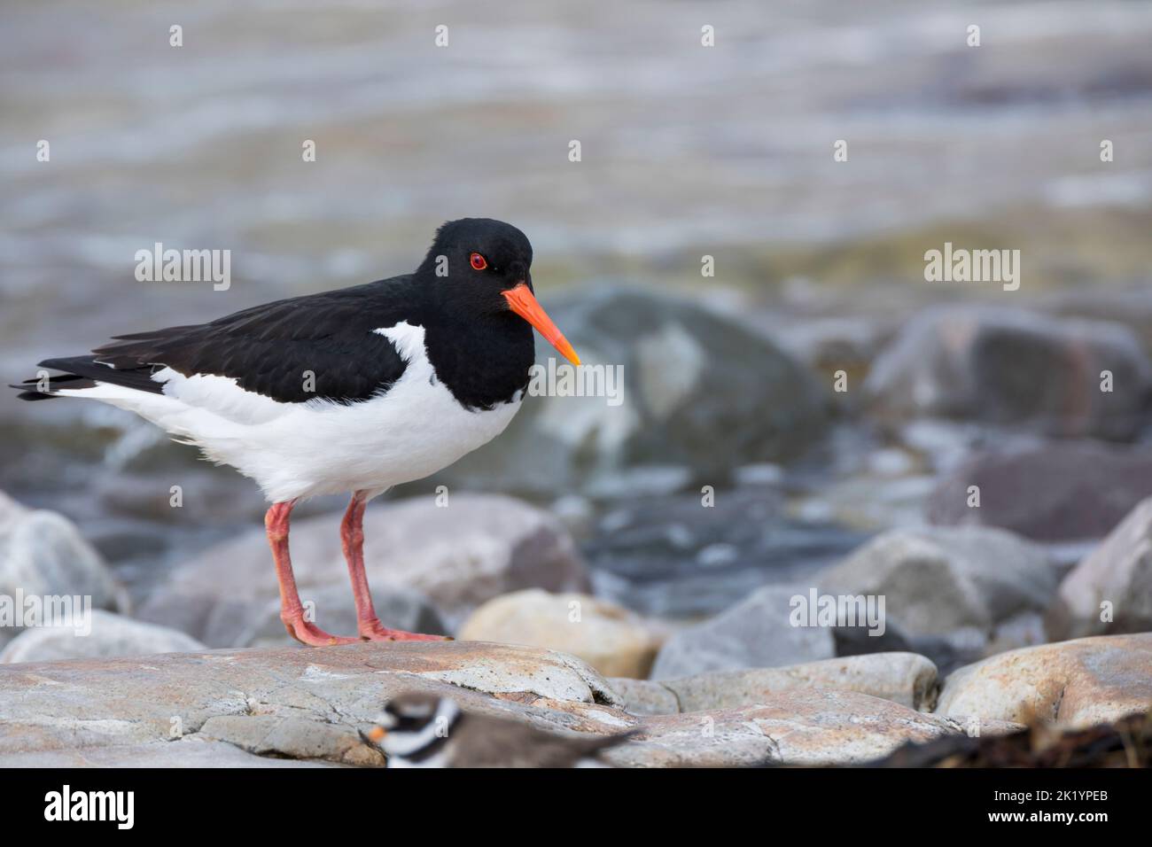 Austern tier hi-res stock photography and images - Alamy