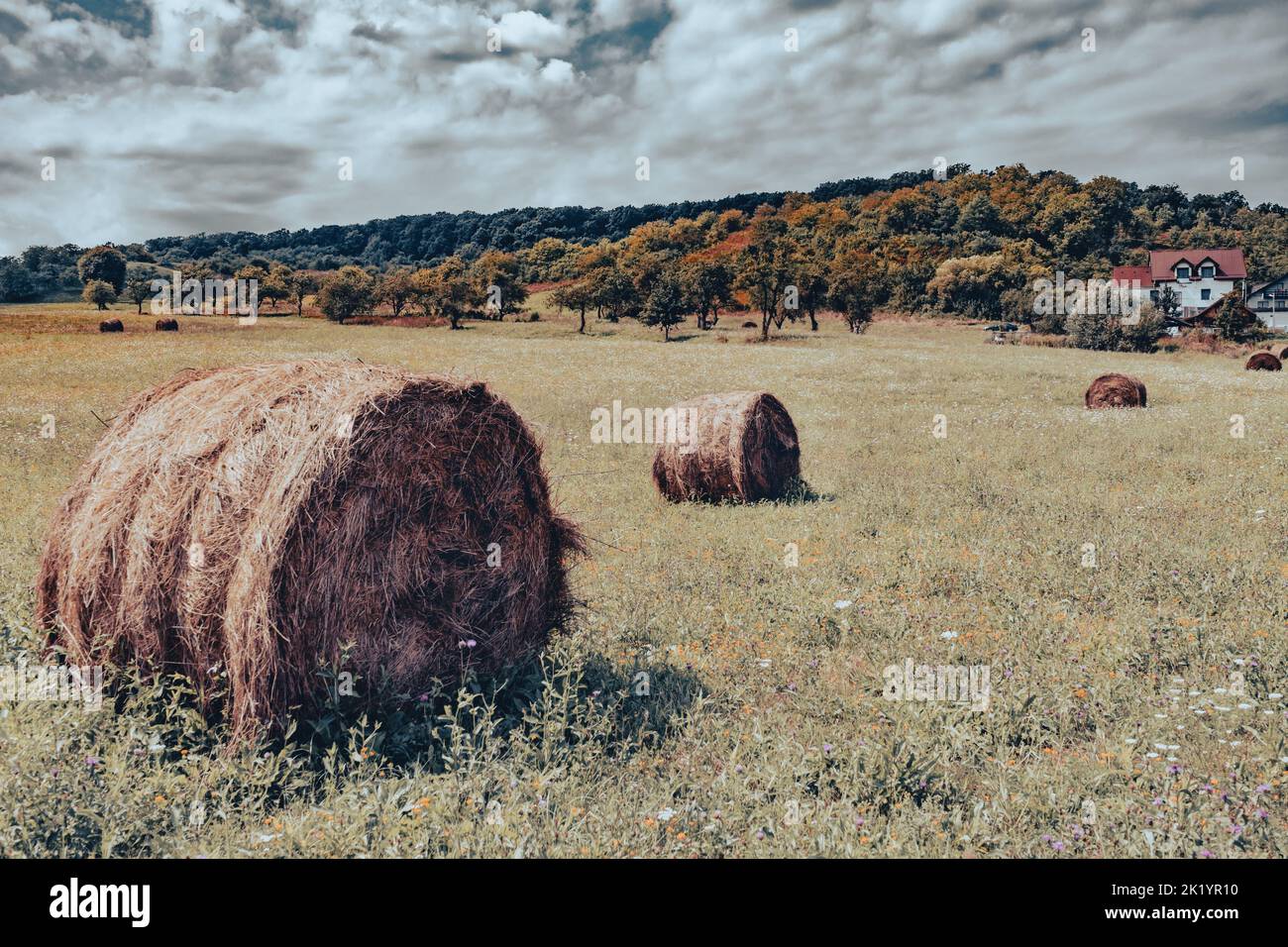 A beautiful shot of round hays at the field on a fall forest background ...