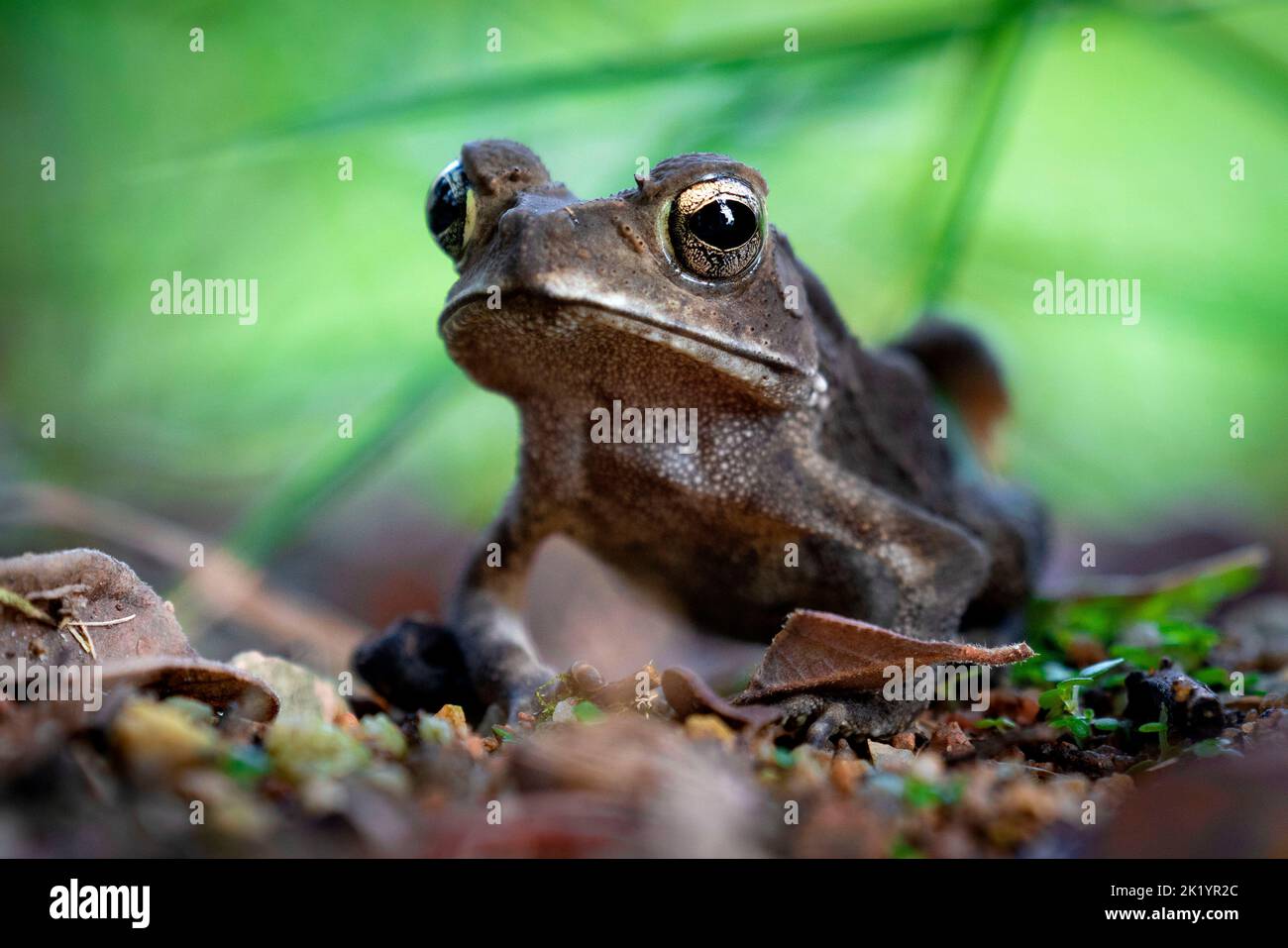 Common garden frog leaf hi-res stock photography and images - Alamy