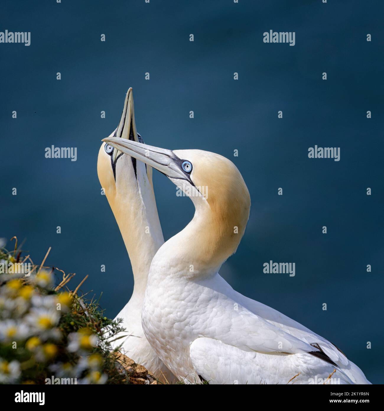 Pair of Northern Gannets on their Nest, Bempton Cliffs, Yorkshire Stock ...