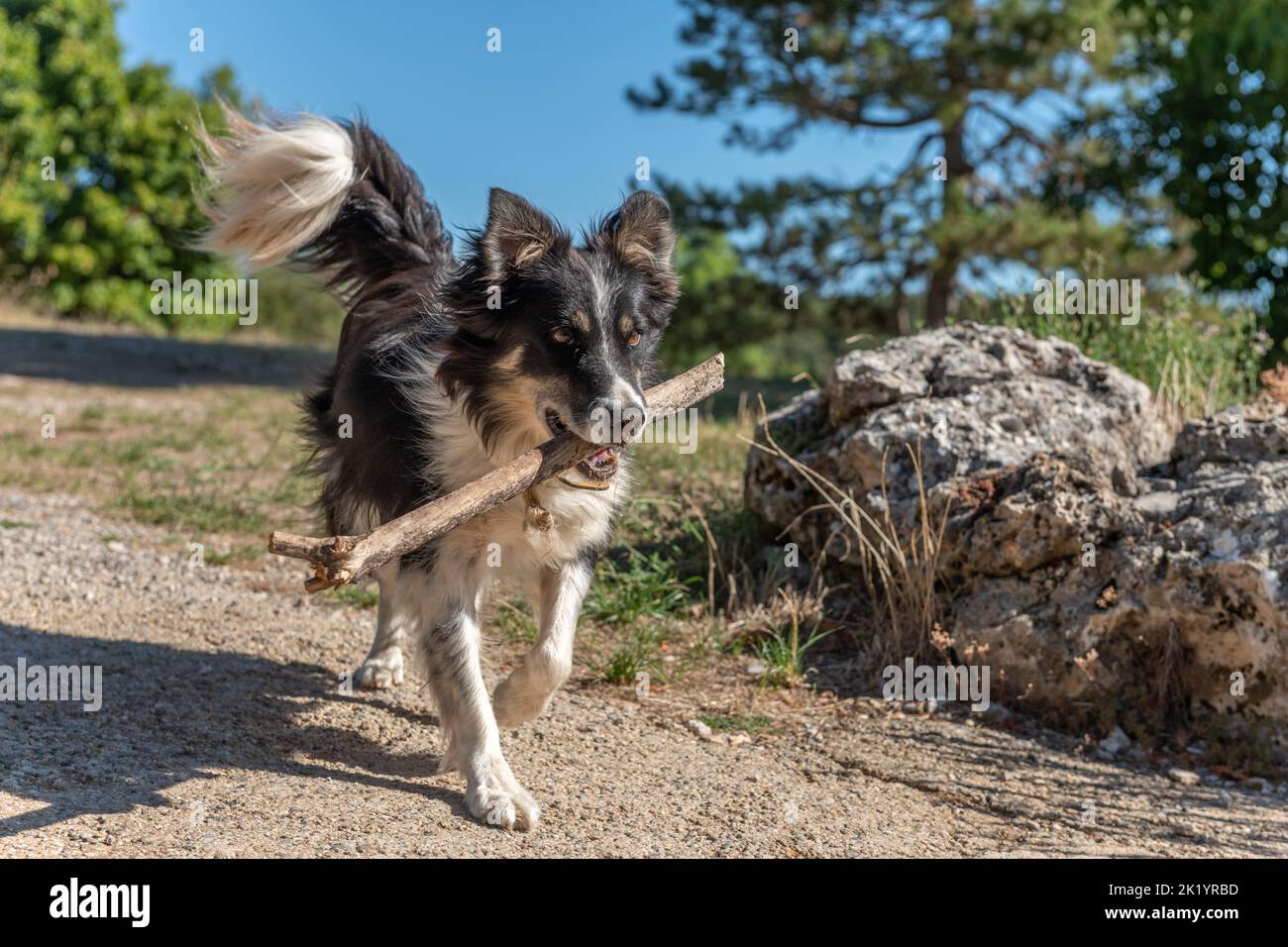 Border collie back hi-res stock photography and images - Alamy
