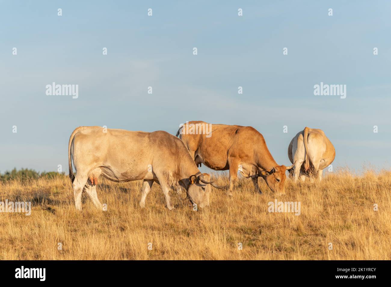 Aubrac cows in a dry pasture in summer. Aubrac, France Stock Photo - Alamy