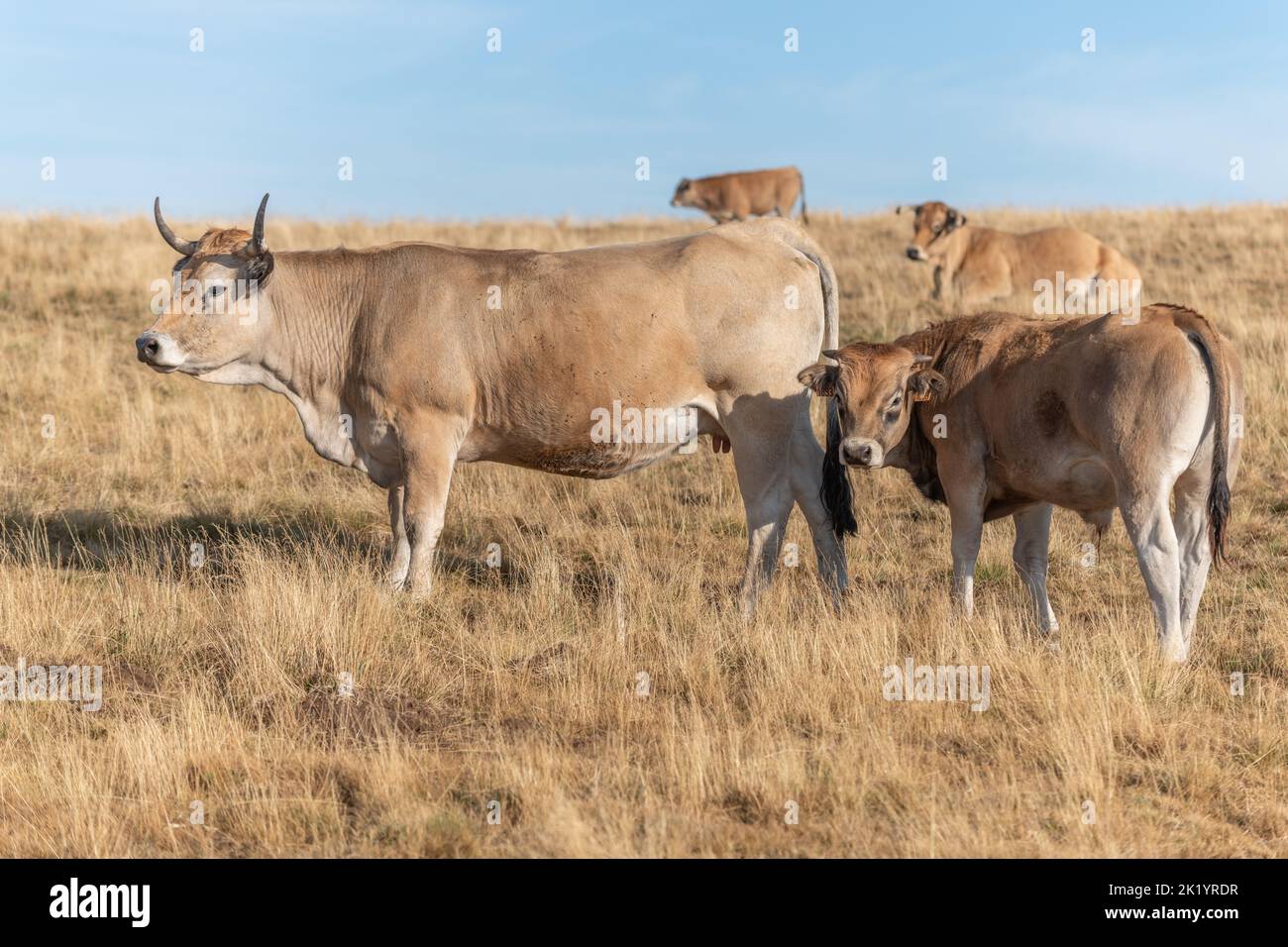 Aubrac cows in a dry pasture in summer. Aubrac, France Stock Photo - Alamy