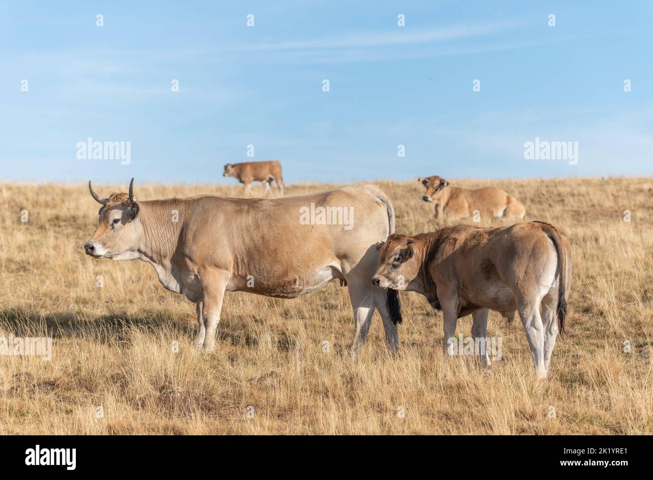 Aubrac cows in a dry pasture in summer. Aubrac, France Stock Photo - Alamy