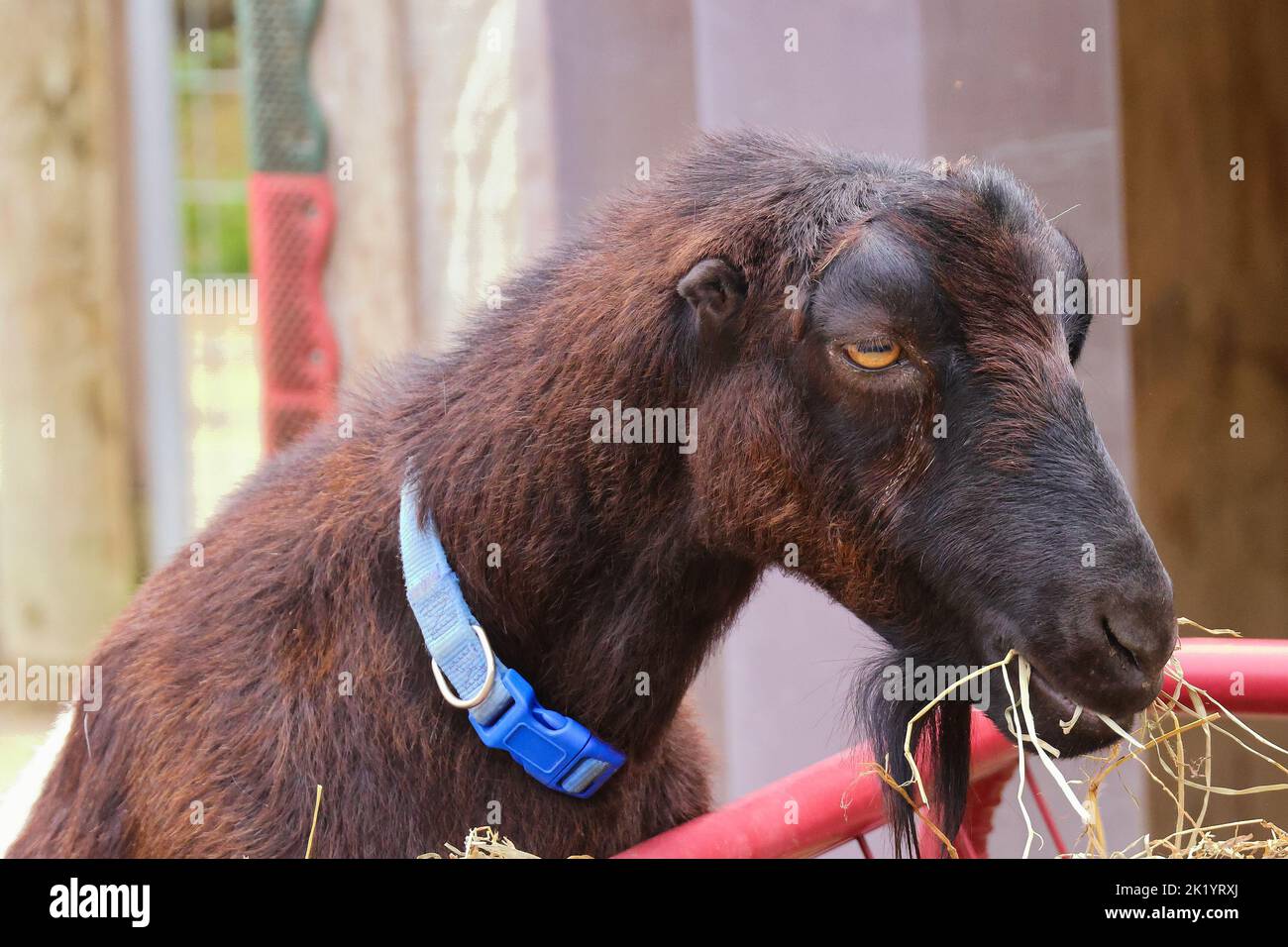 Goat hay hi-res stock photography and images - Alamy