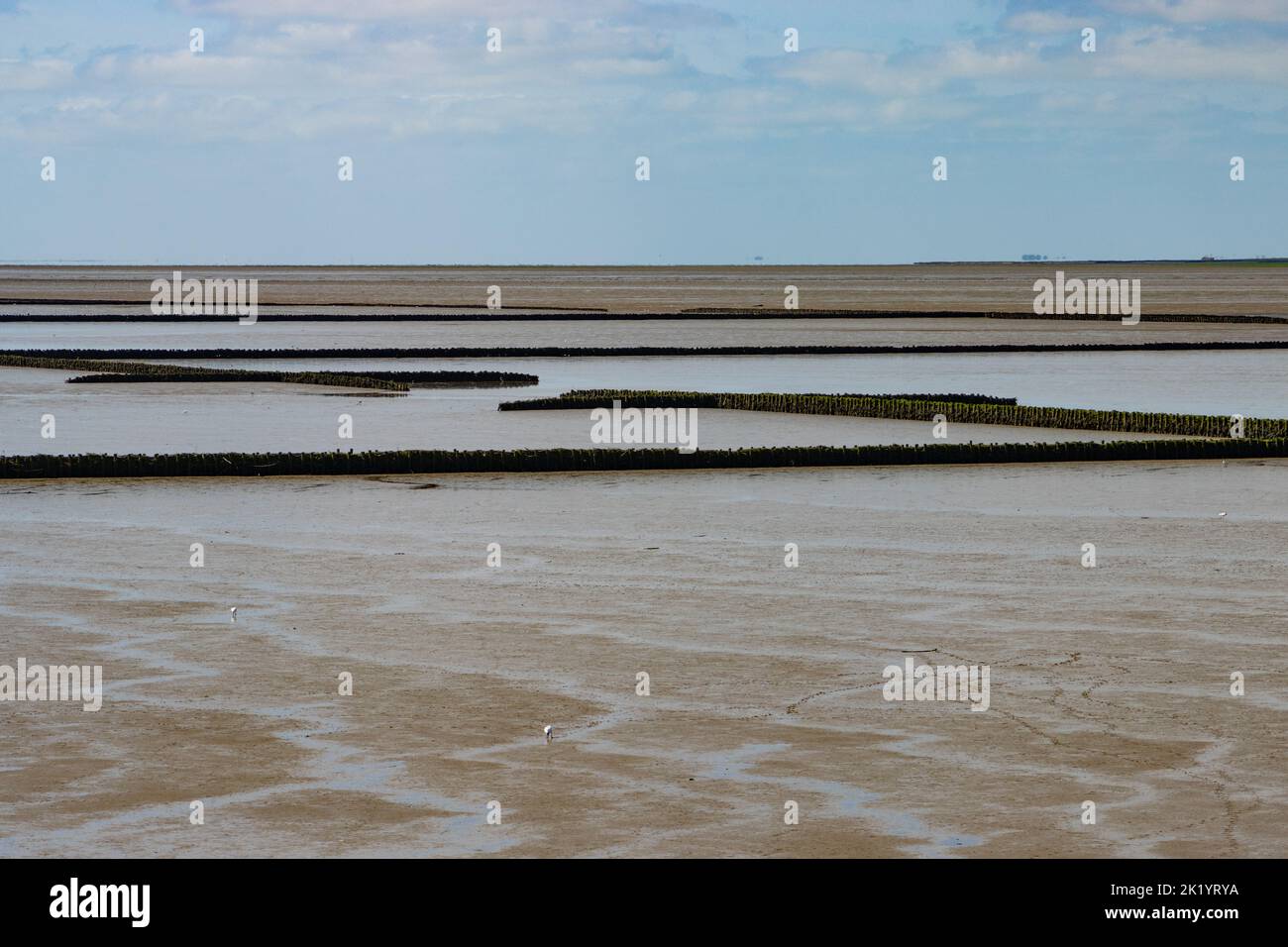 Wood barrier for land reclamation in the wadden sea, north sea Germany ...