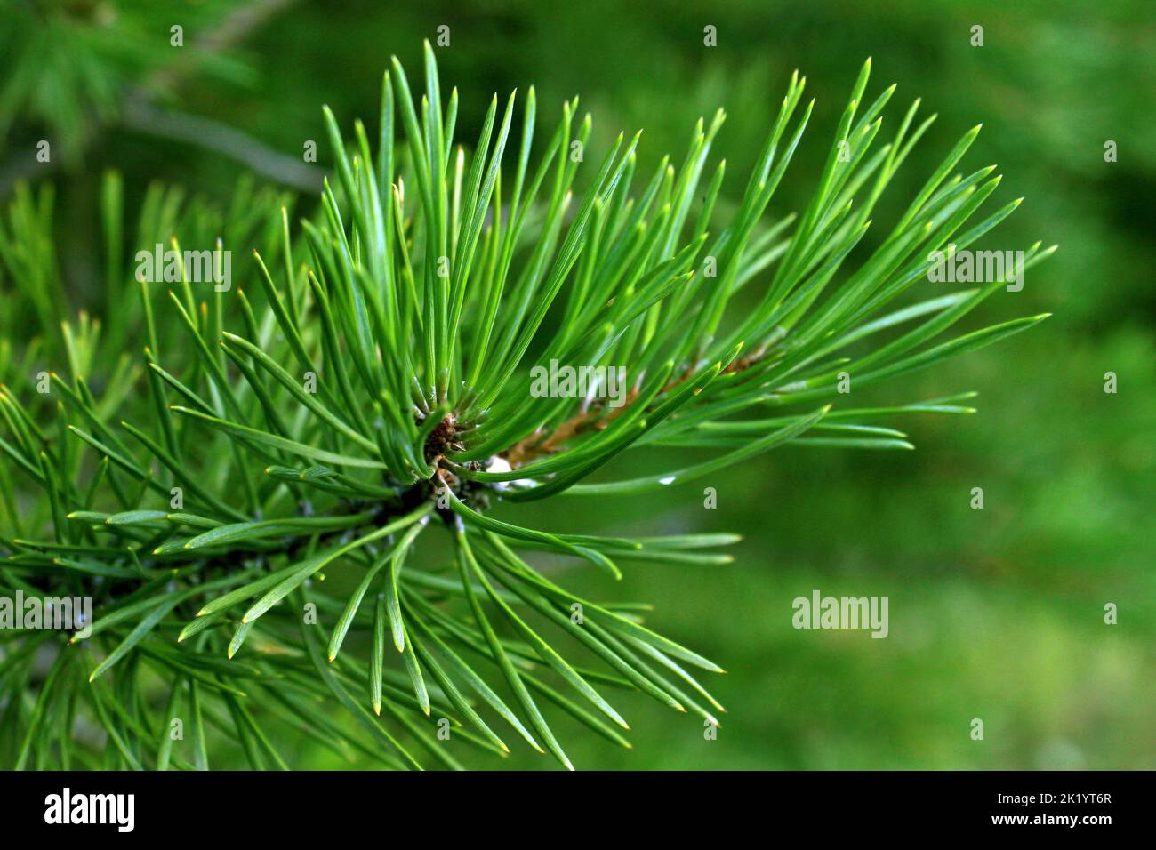 Dark green needles of a coniferous tree close-up on a blurred forest ...